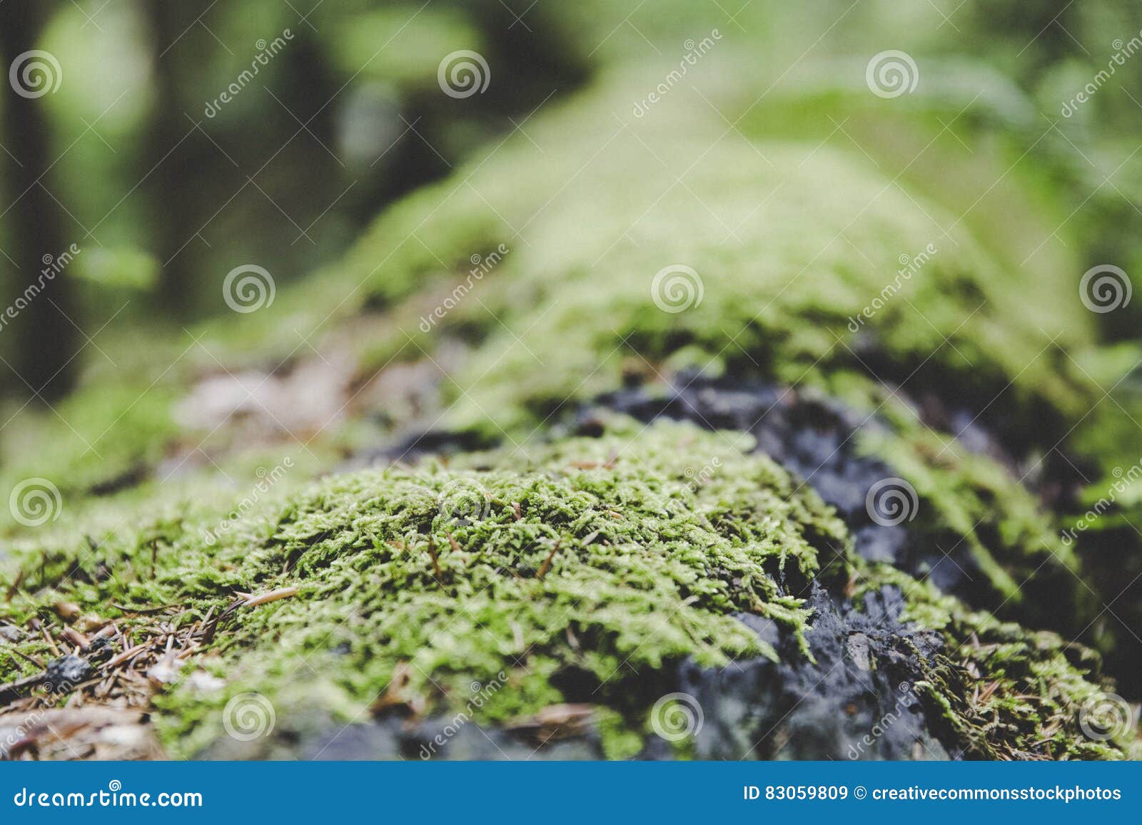 Moss Close Up Picture. Image: 83059809