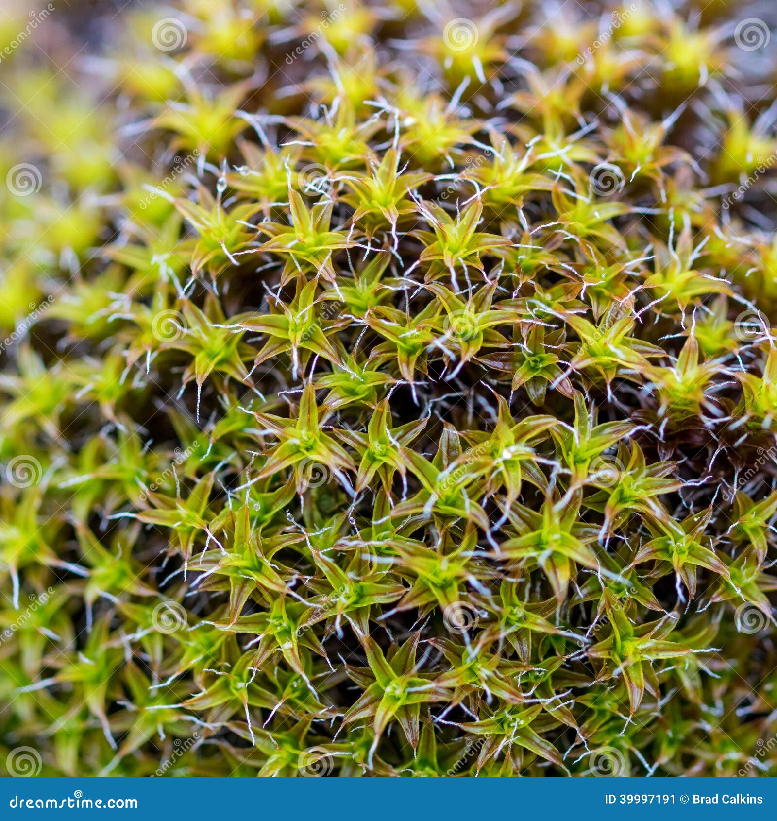 Moss close up stock image. Image of color, environment - 39997191