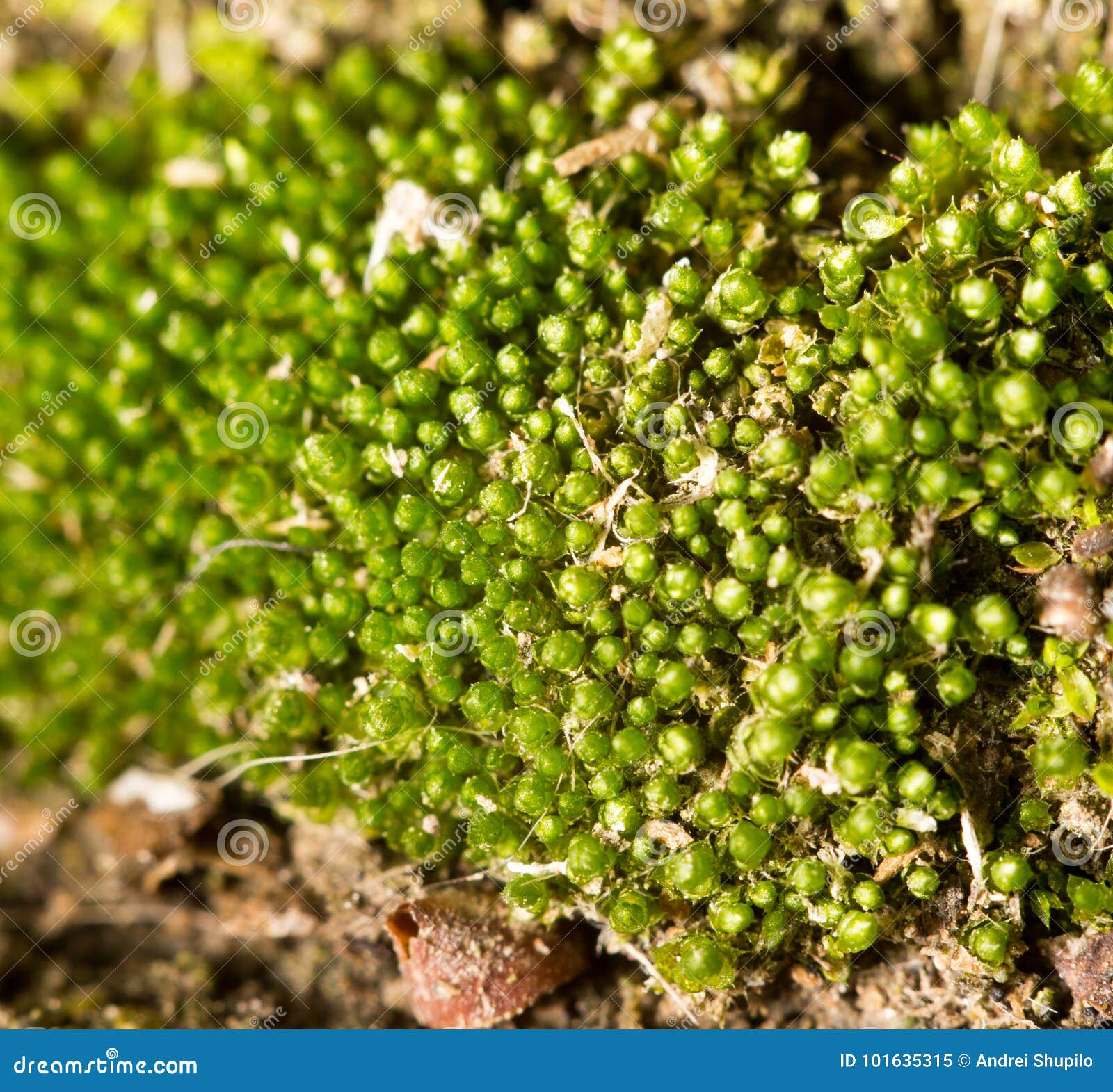 Moss. close-up stock image. Image of commune, marsh - 101635315