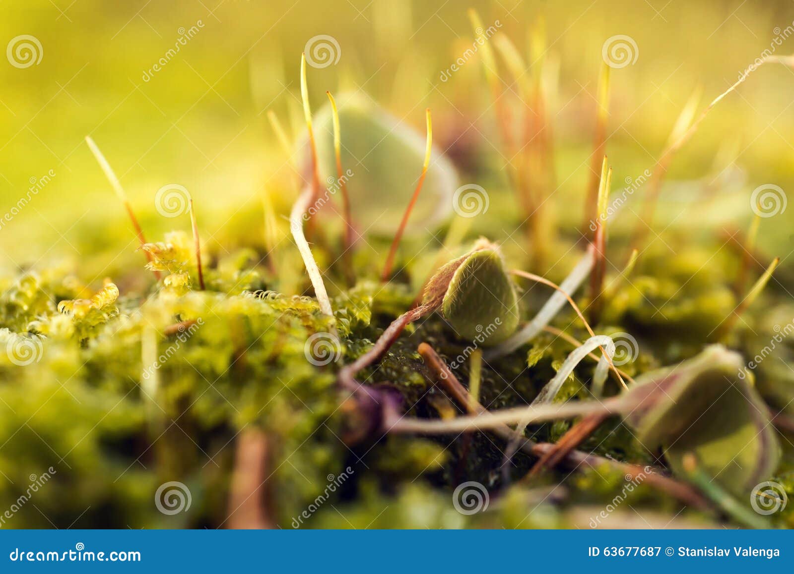 Moss in Close-up Shot stock image. Image of humid, abstract - 63677687