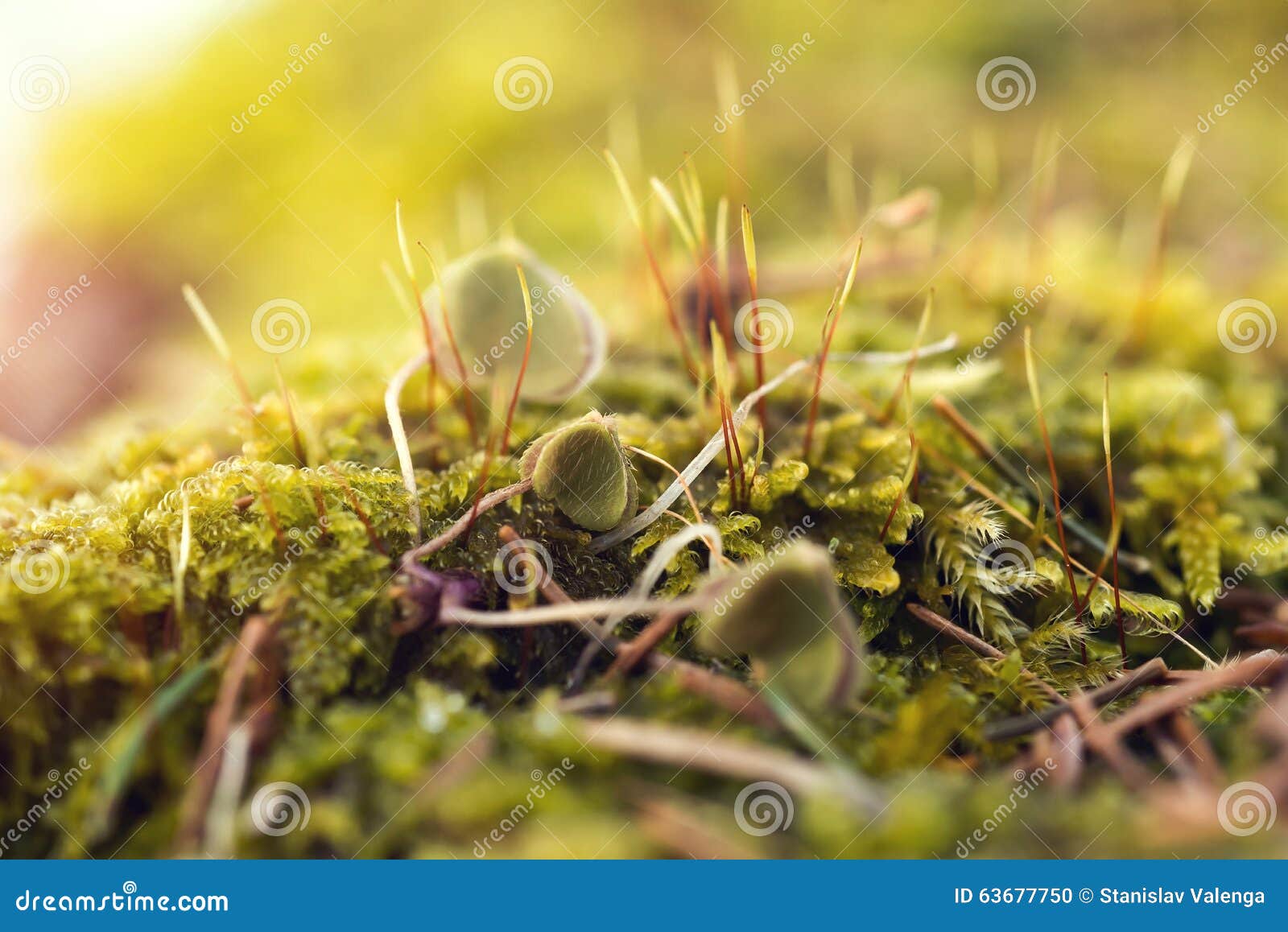 Moss in Close-up Shot stock photo. Image of haircap, grass - 63677750