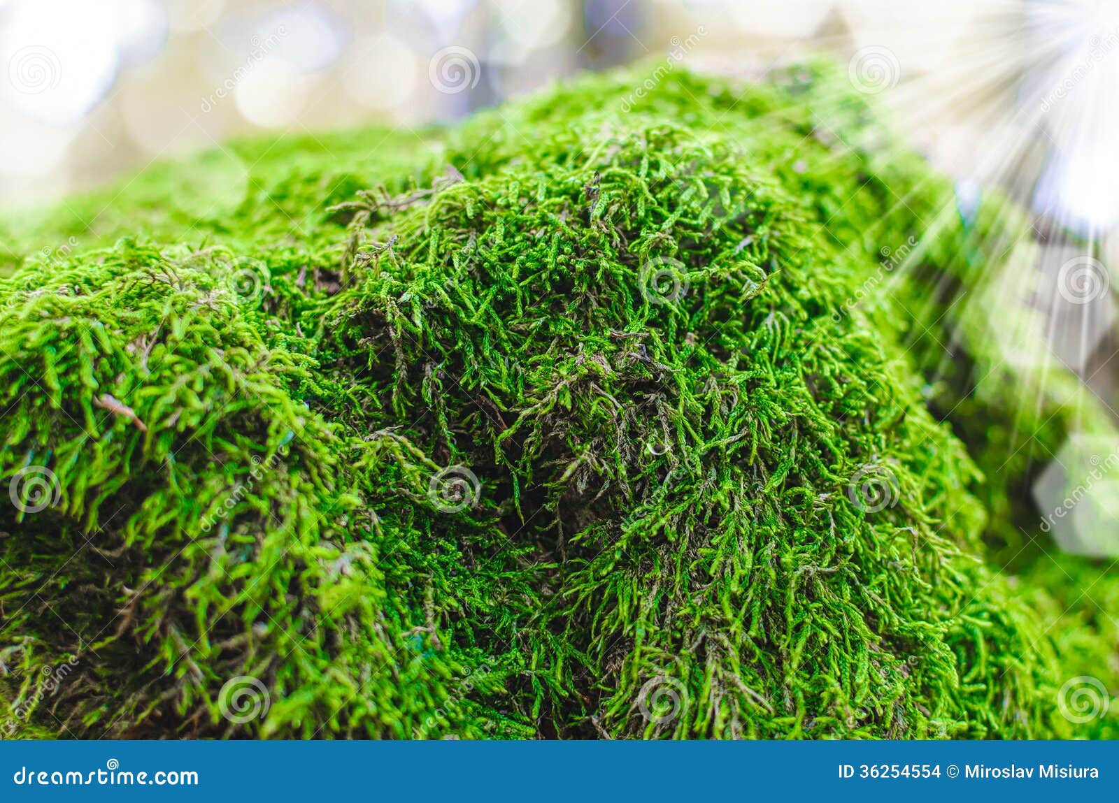 Moss close up stock photo. Image of environment, conservation - 36254554