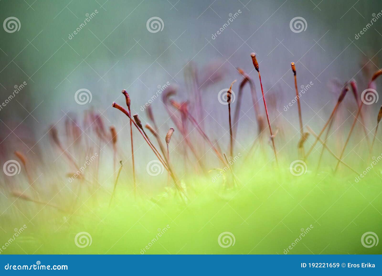 Moss in Close-up Shot stock image. Image of background - 192221659