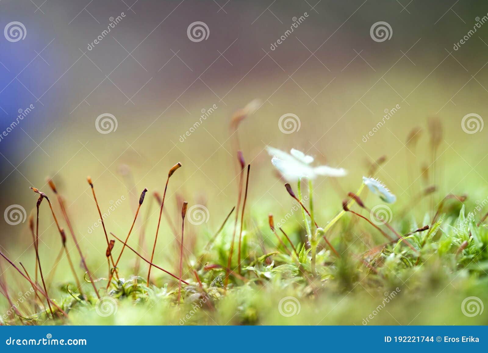Moss in Close-up Shot stock photo. Image of plant, detail - 192221744