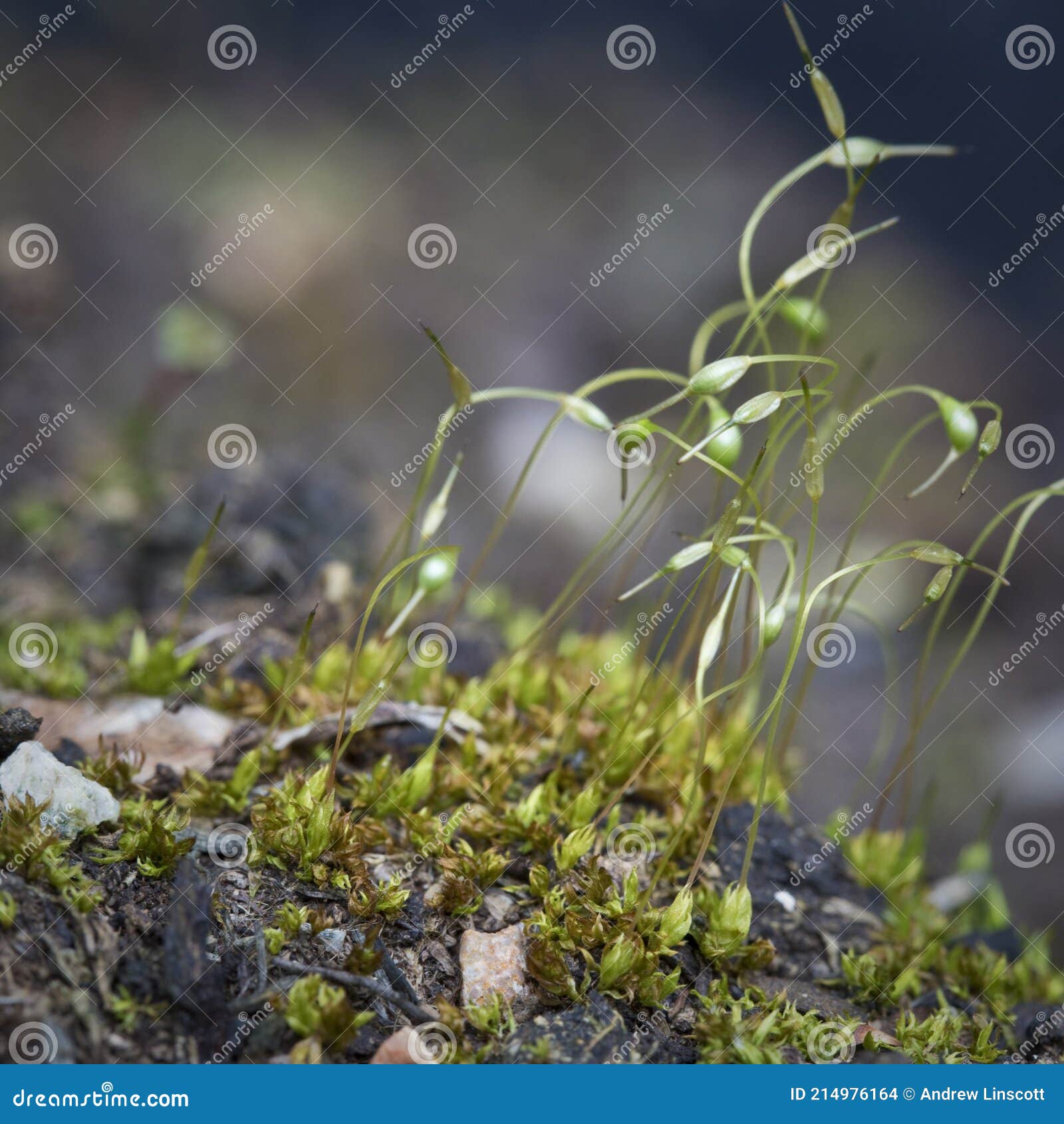 Moss in Closeup on Damp Soil Stock Photo - Image of springtime, hirsuta ...