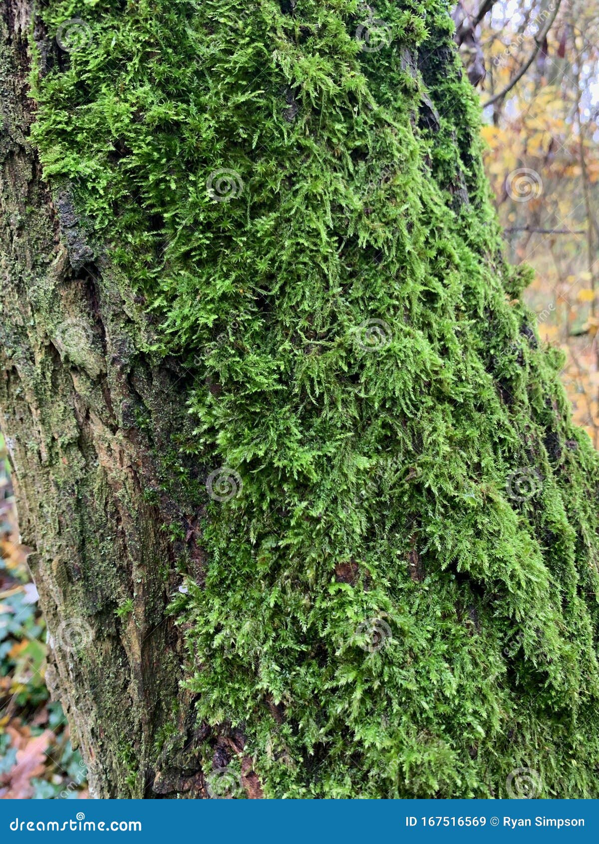 Moss close up on tree stock image. Image of portrait - 167516569