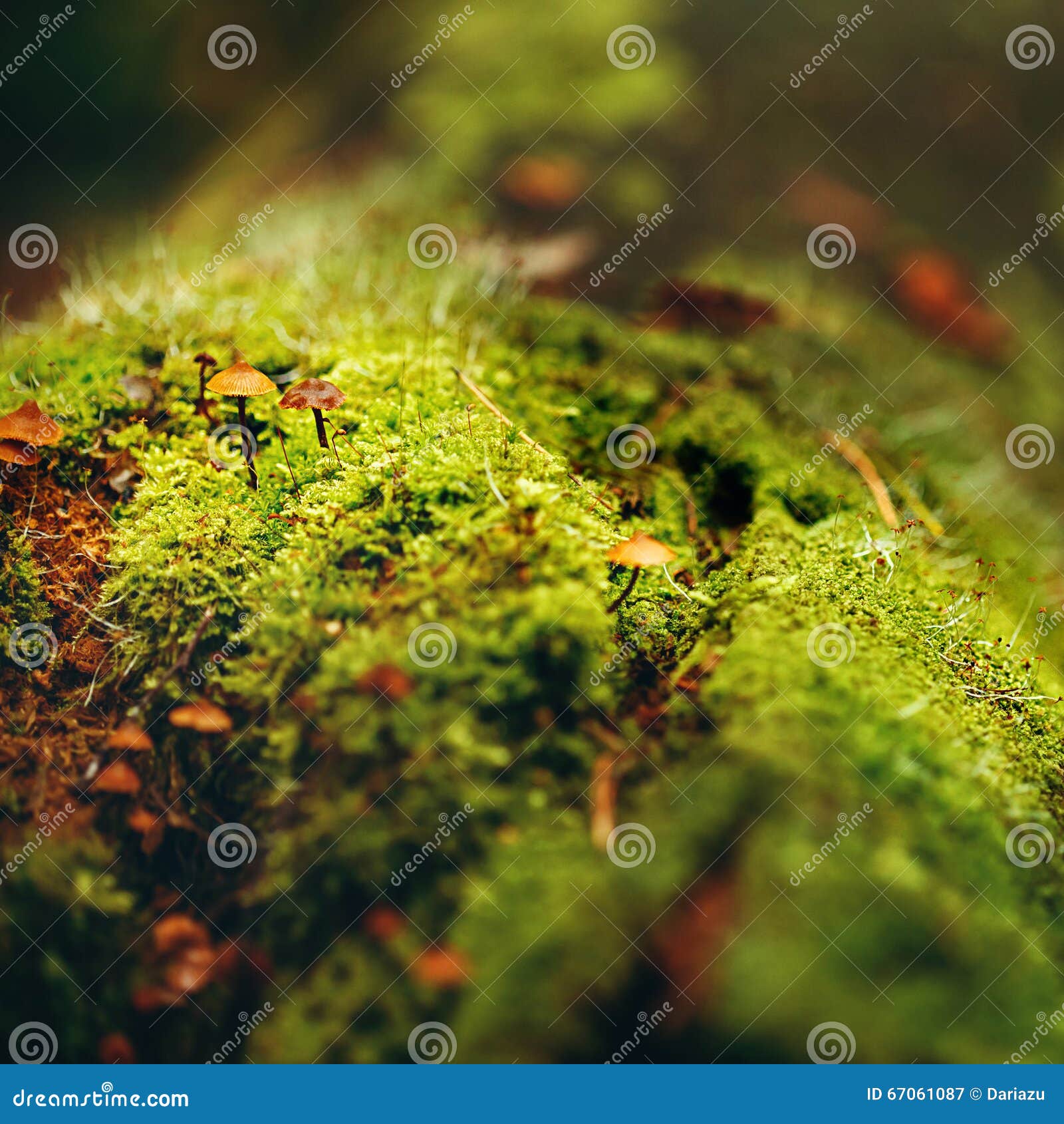 Moss Close Up View with Little Mushrooms Stock Image - Image of grown ...