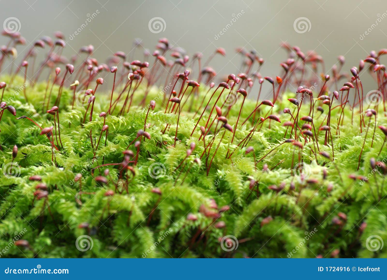Moss closeup stock photo. Image of natural, close, forest - 1724916