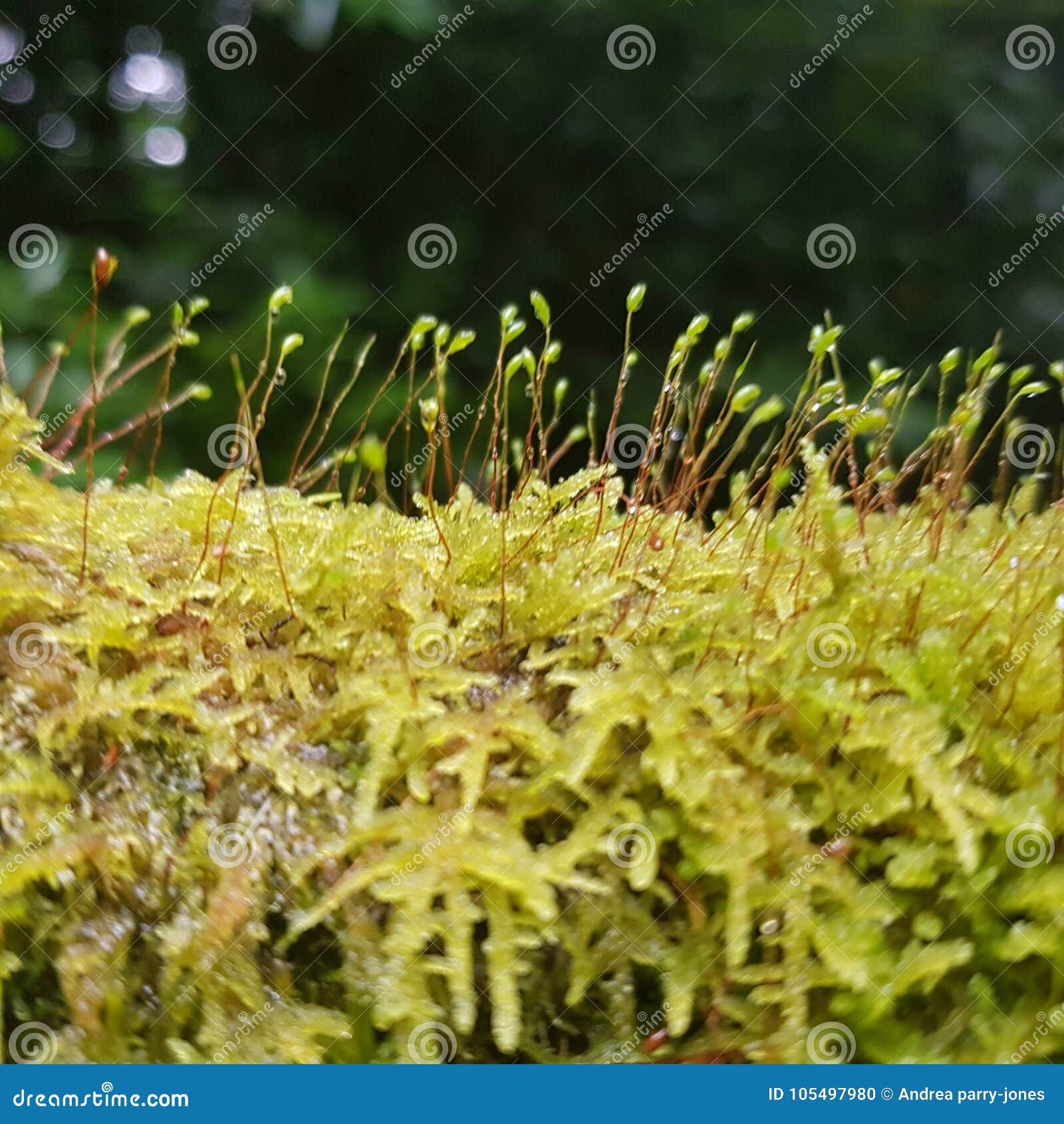 Moss closeup stock photo. Image of nature, moss, closeup - 105497980