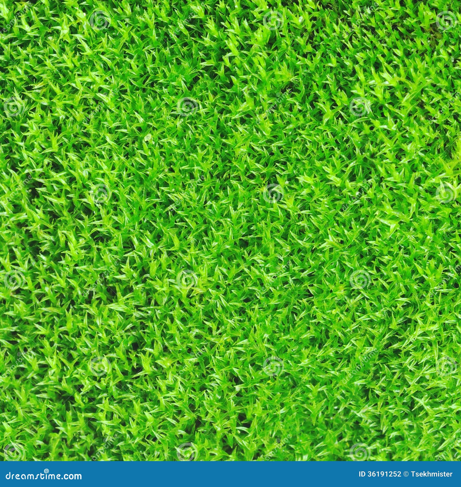 Moss stock photo. Image of macro, green, colors, nature - 36191252