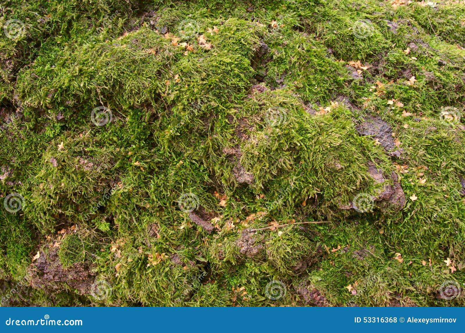 Moss closeup view stock photo. Image of fresh, design - 53316368