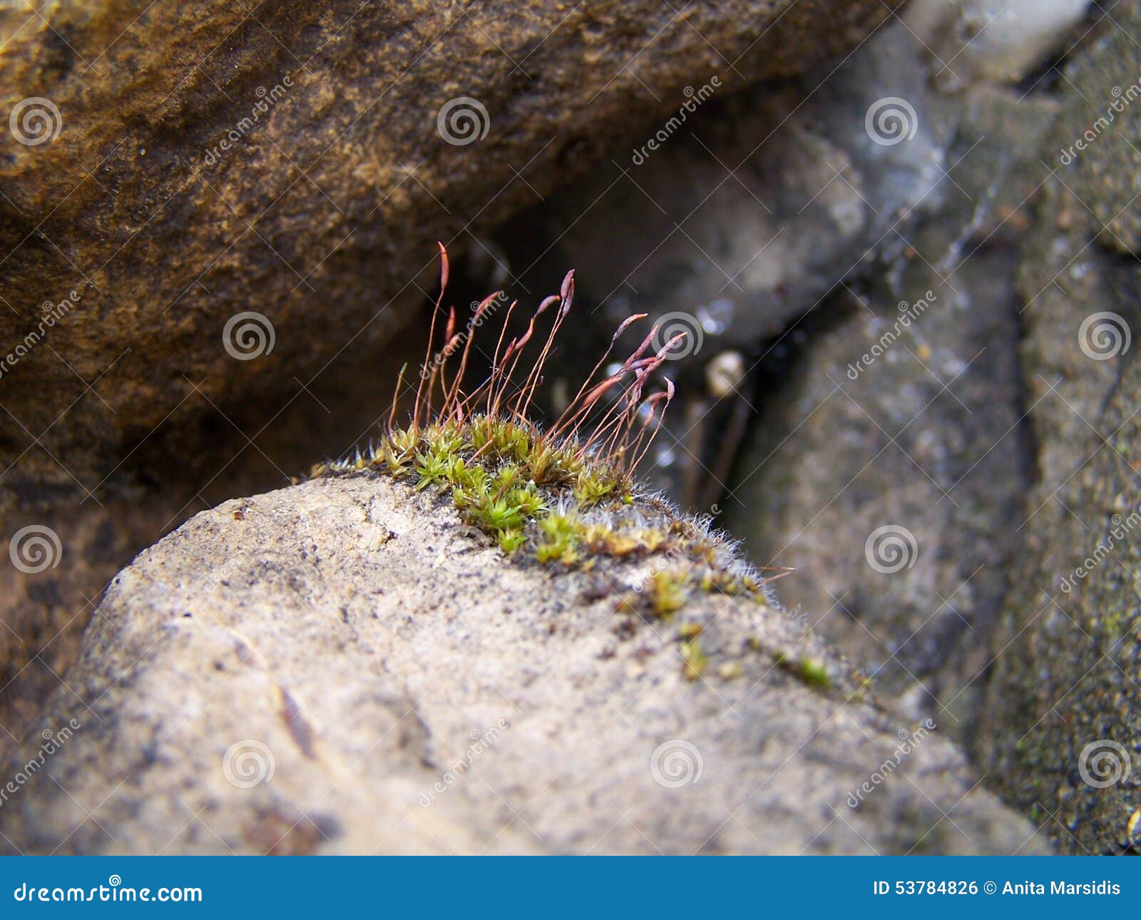 Moss stock photo. Image of thin, spores, clump, nature - 53784826
