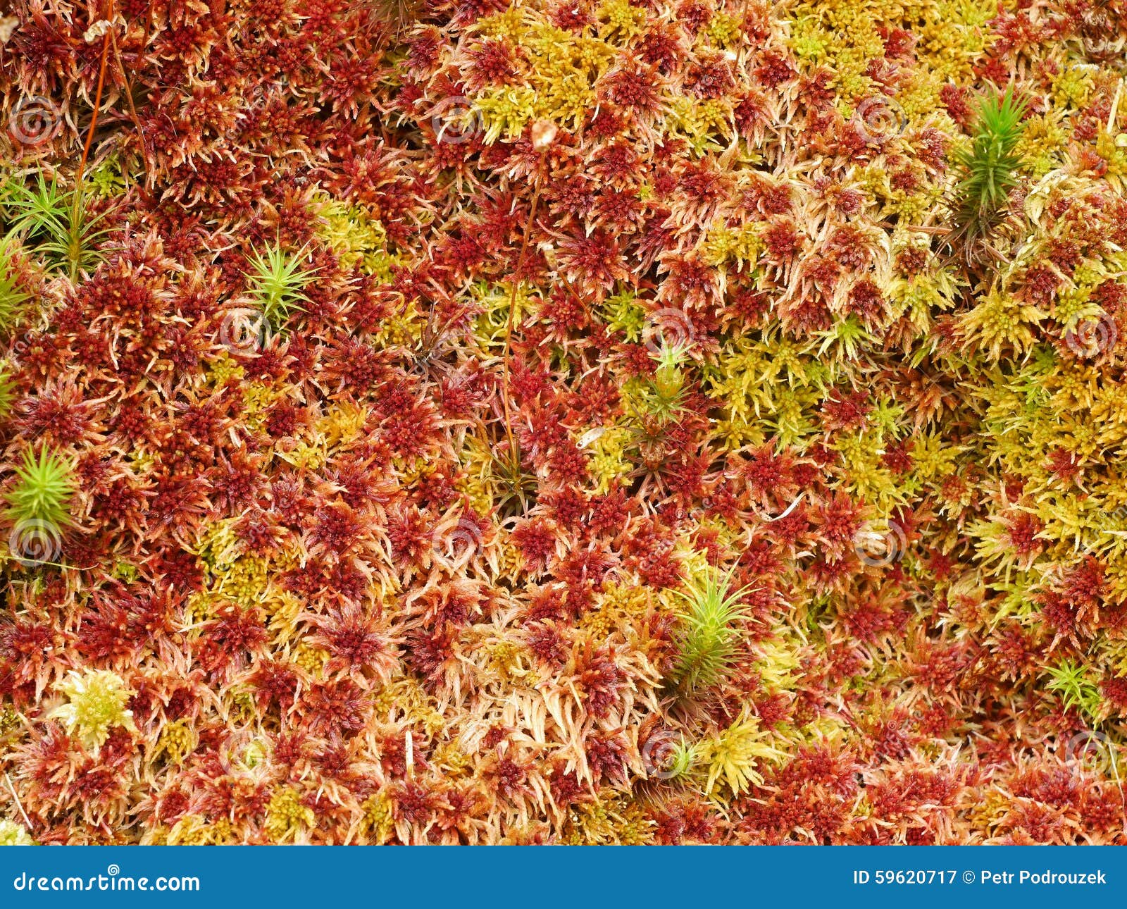 Moss colored structure stock image. Image of summer, background - 59620717