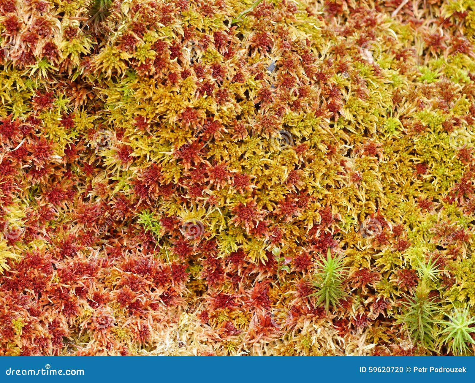 Moss colored structure stock photo. Image of season, garden - 59620720