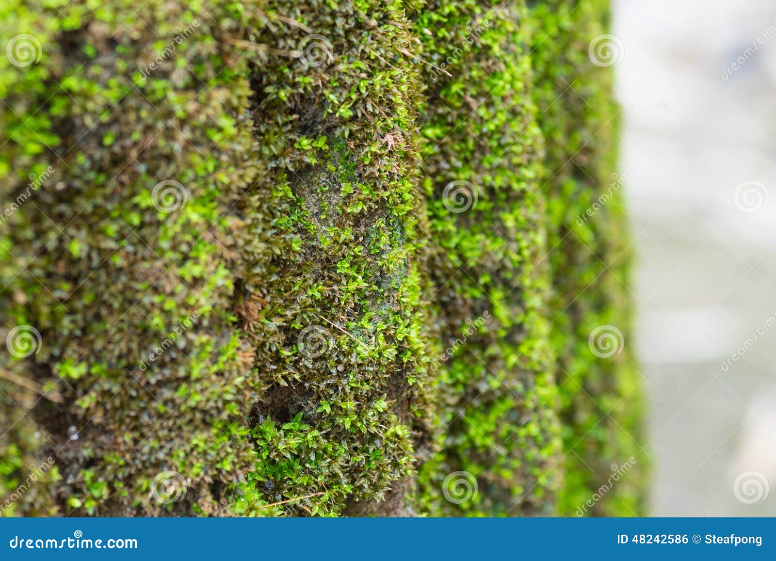 Moss on Concrete Column stock photo. Image of closeup - 48242586