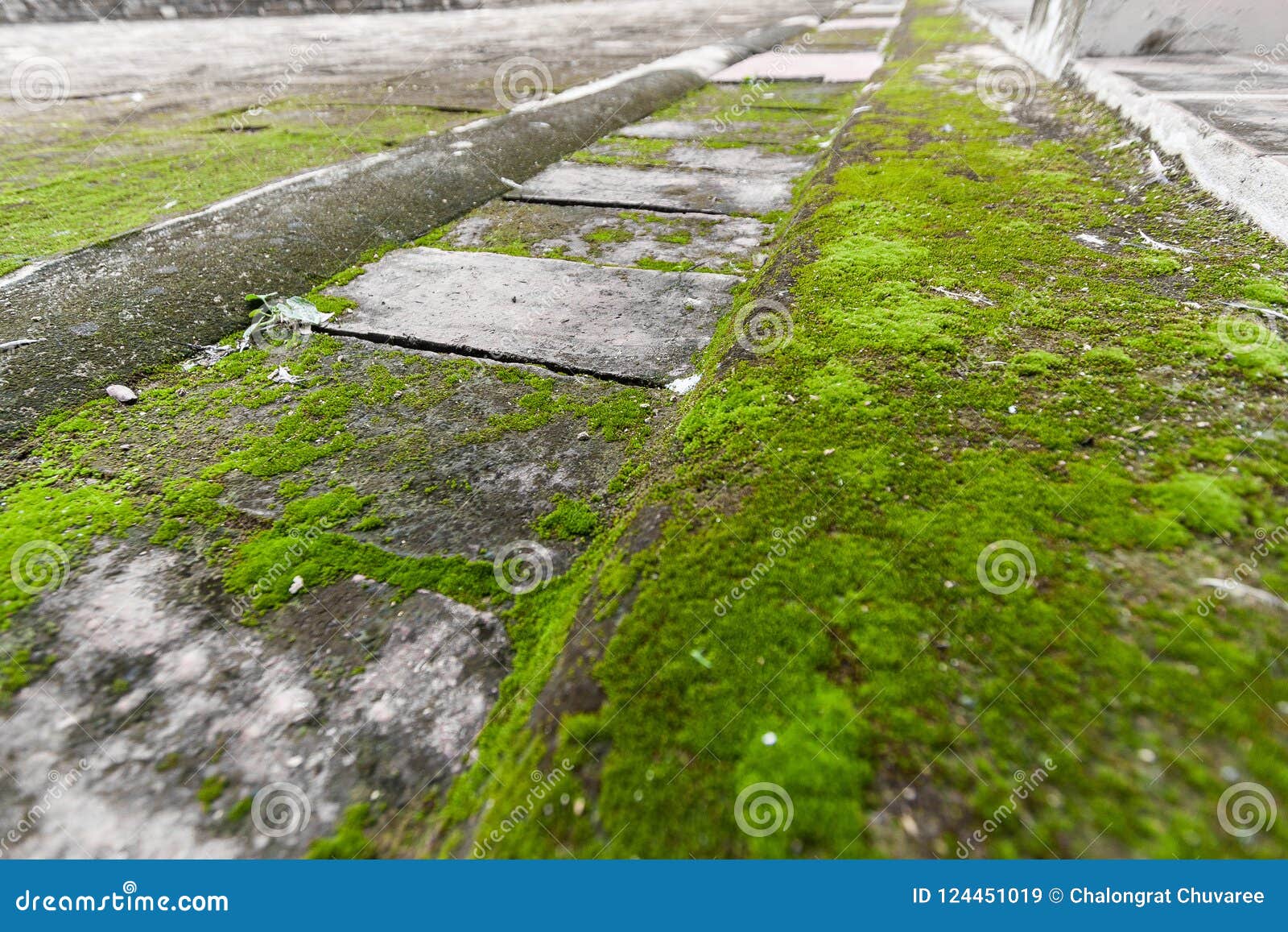 Moss on concrete floor stock image. Image of shape, grunge - 124451019