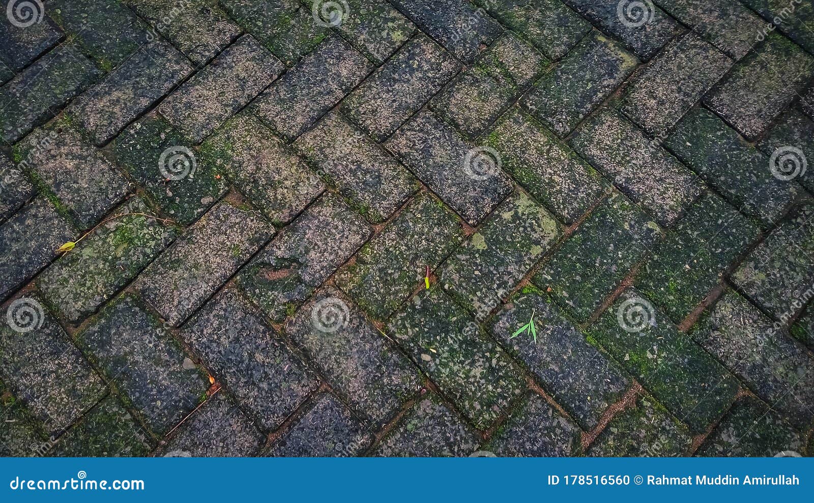 Moss on Concrete Floor Texture. Stock Photo - Image of walk, object ...