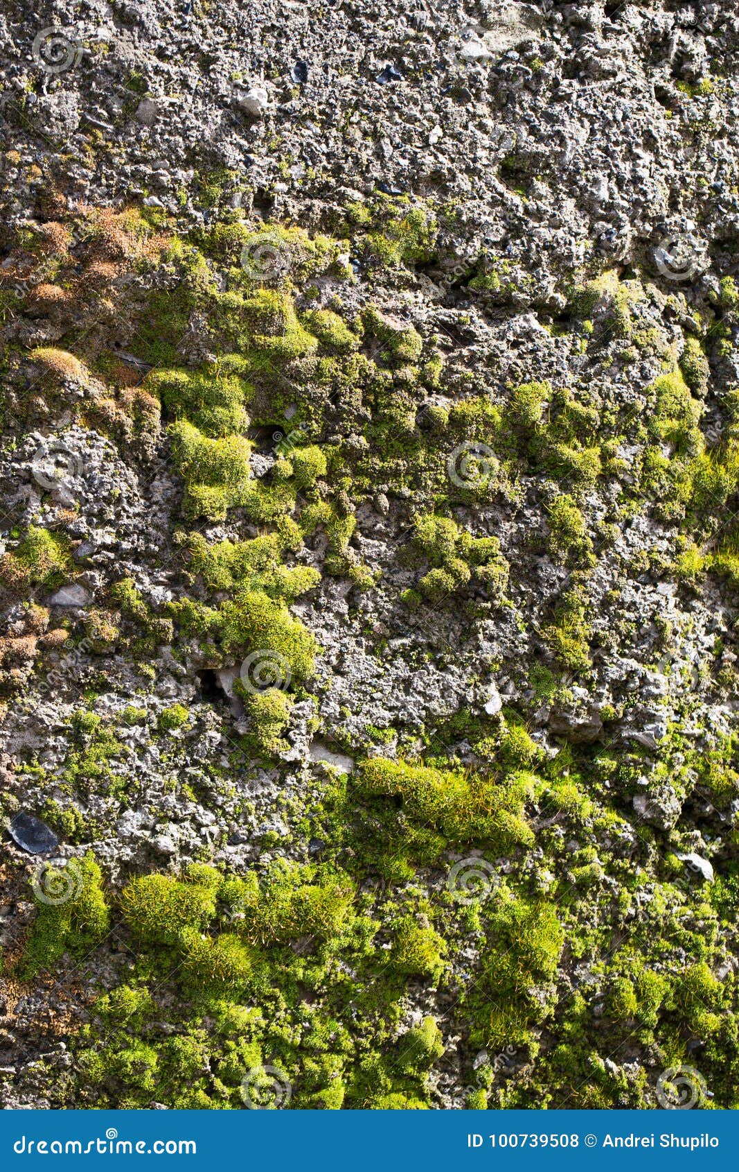 Moss on concrete. macro stock photo. Image of green - 100739508