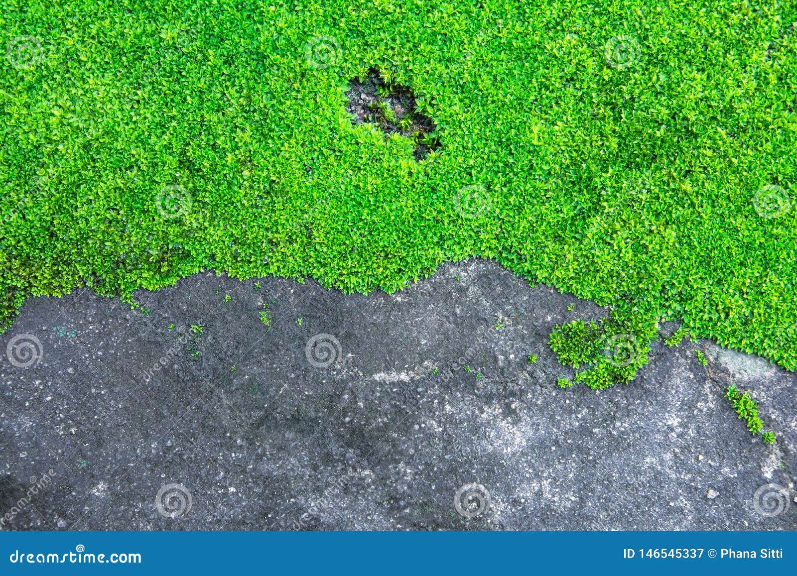 Moss on Concrete Texture Surface Stock Image - Image of herb, green ...