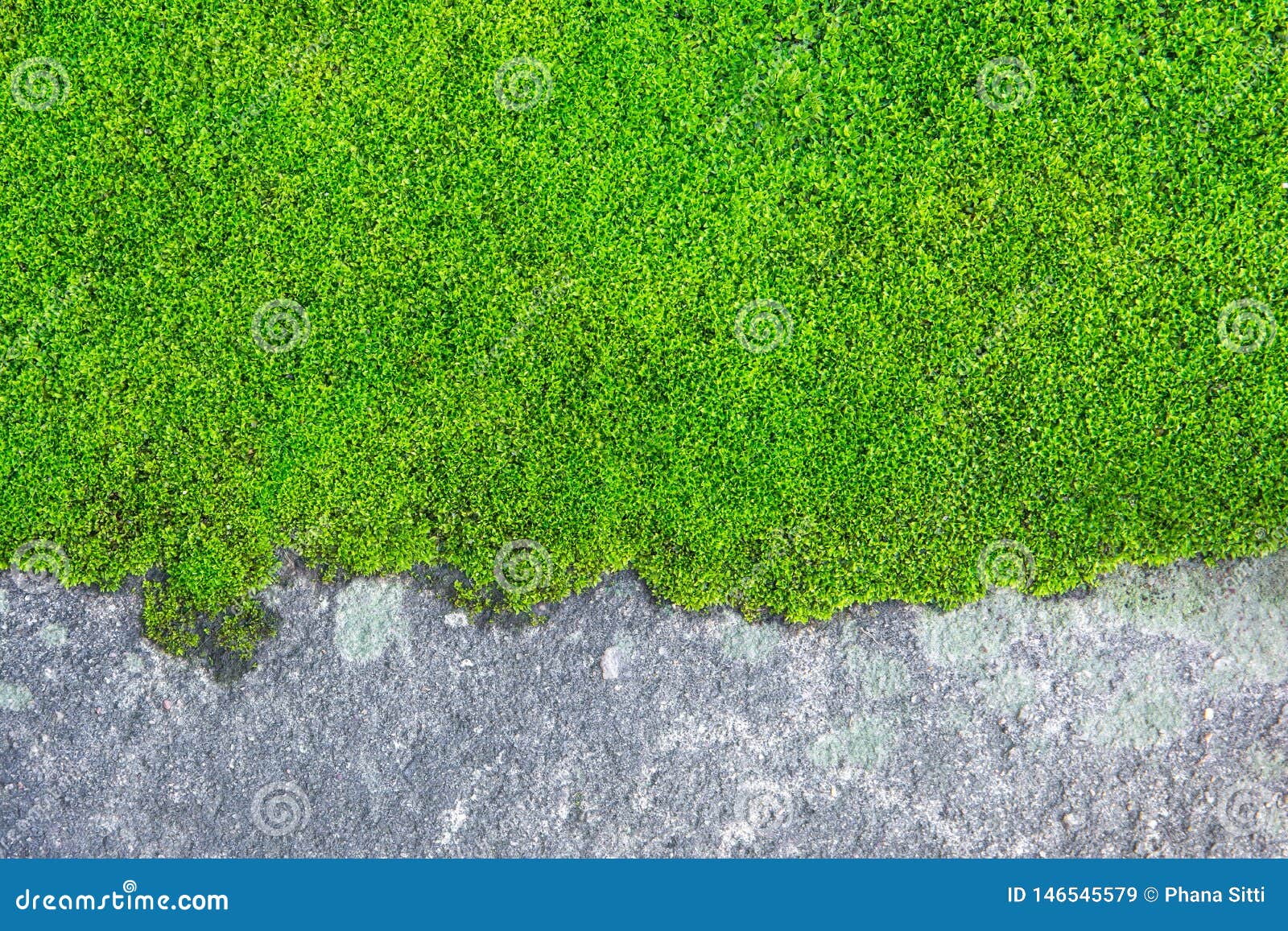 Moss Plant on Concrete Texture Stock Image - Image of grass ...