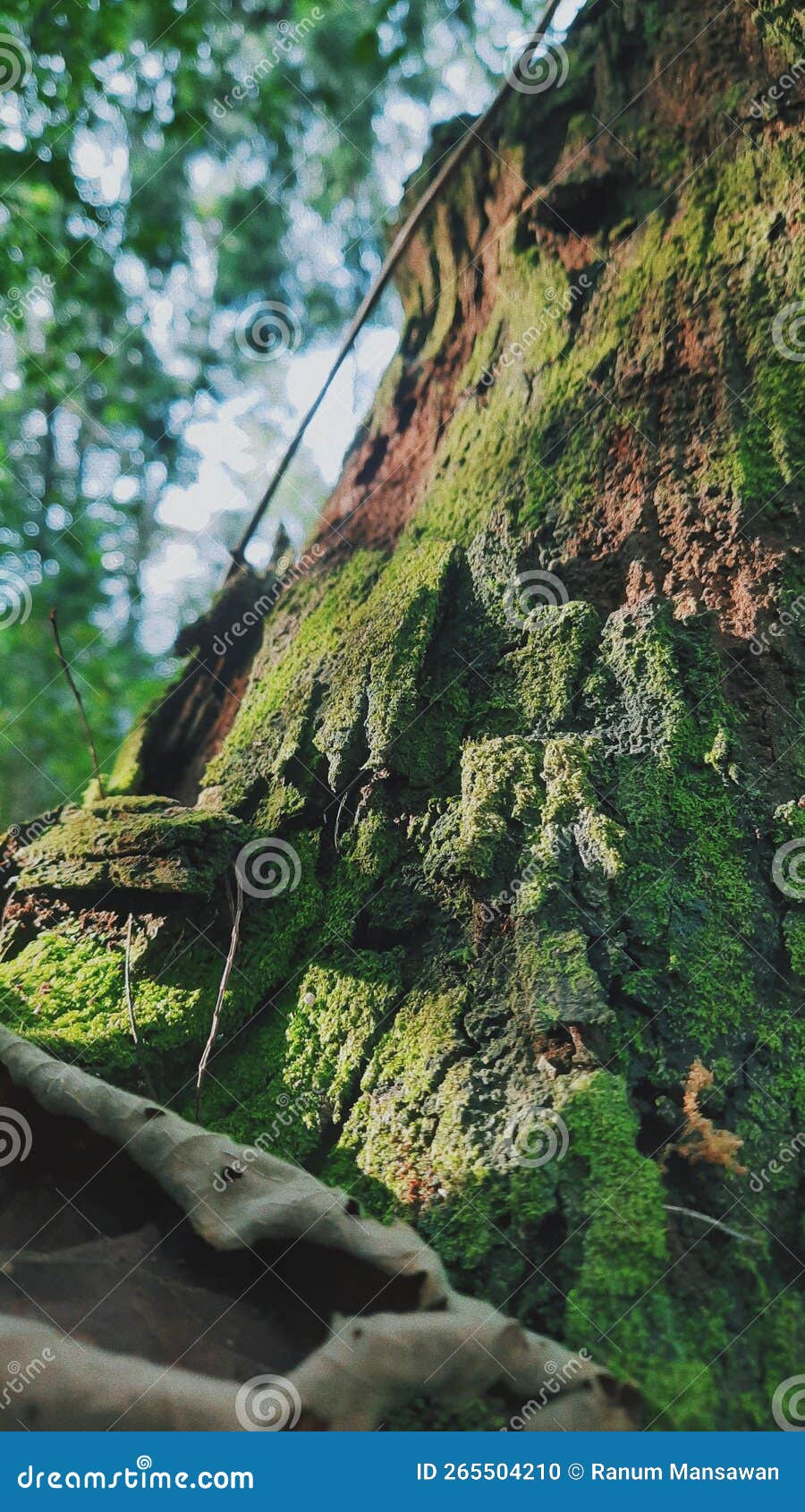 Moss Cover the Old Tree, Nature is Incredibly Beautiful Stock Photo ...