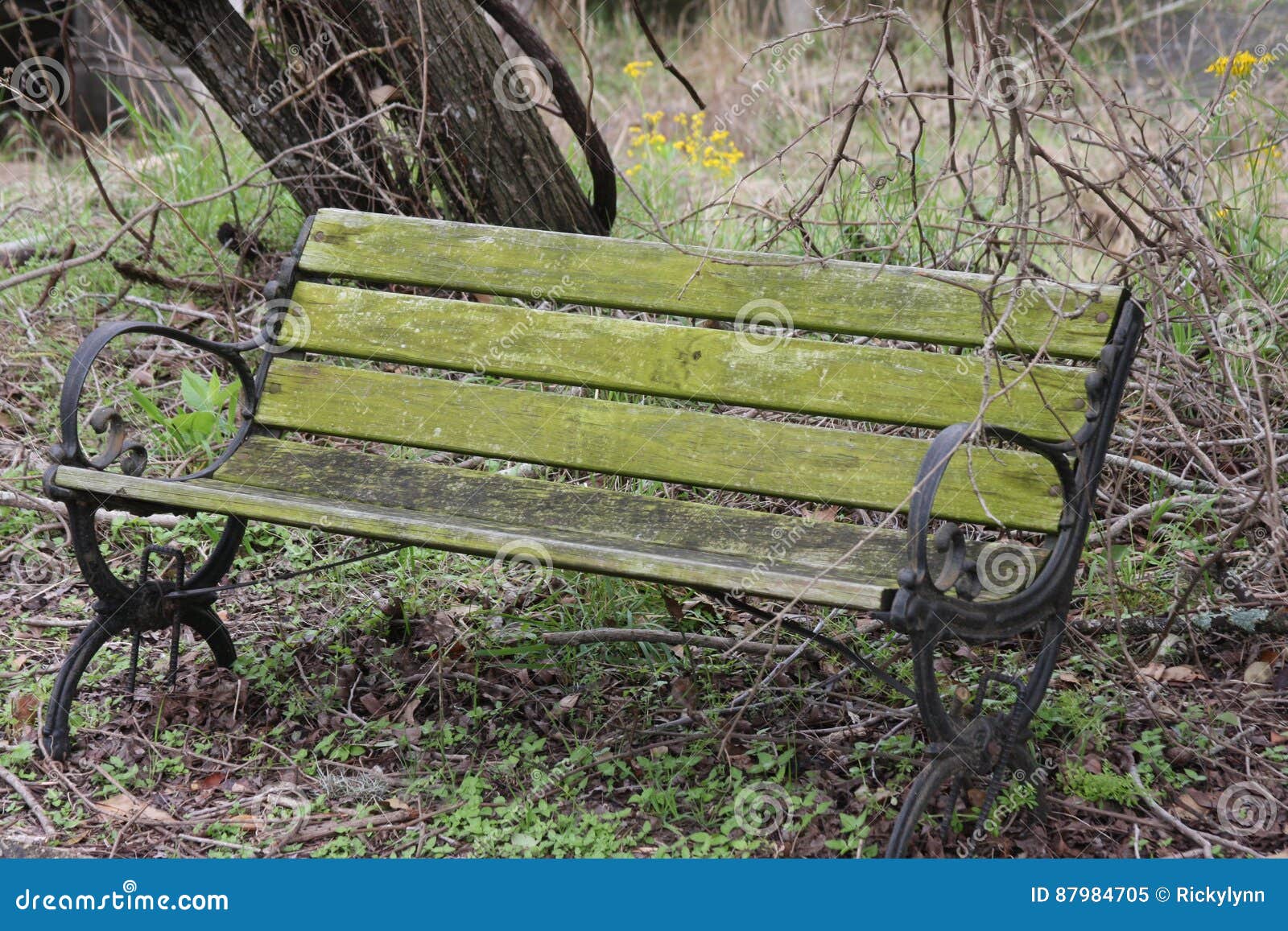 Moss covered Bench stock image. Image of wood, iron, tree - 87984705