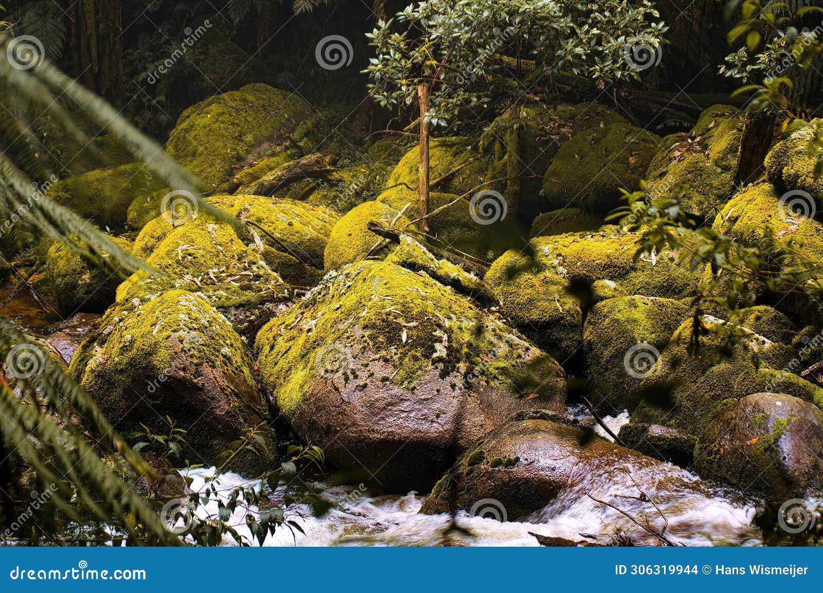 Moss-covered Boulders in a Mountain Stream in a Dark Forest Stock Photo ...
