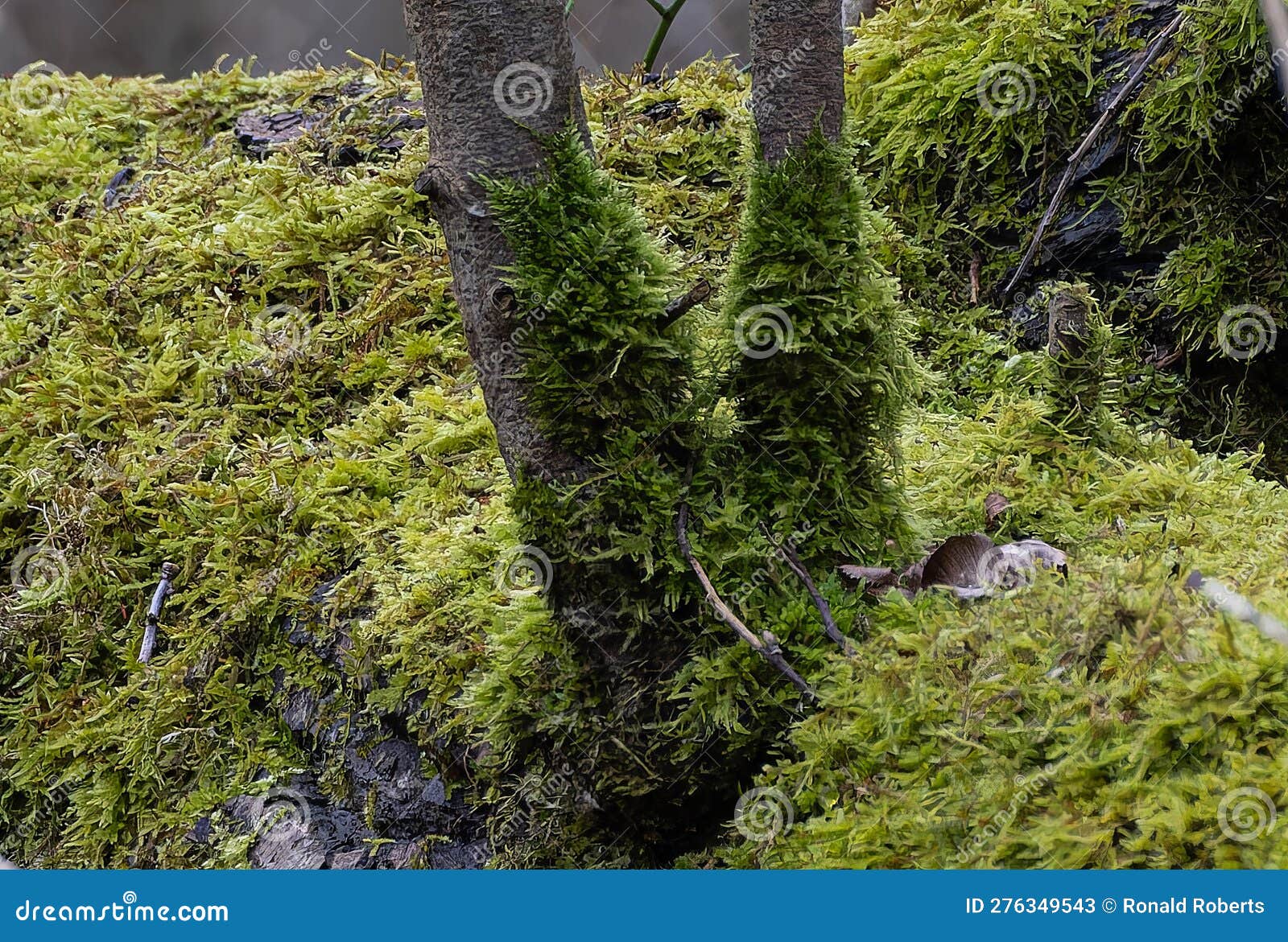 Moss Covered Branch of a Very Old Tree Stock Image - Image of plant ...