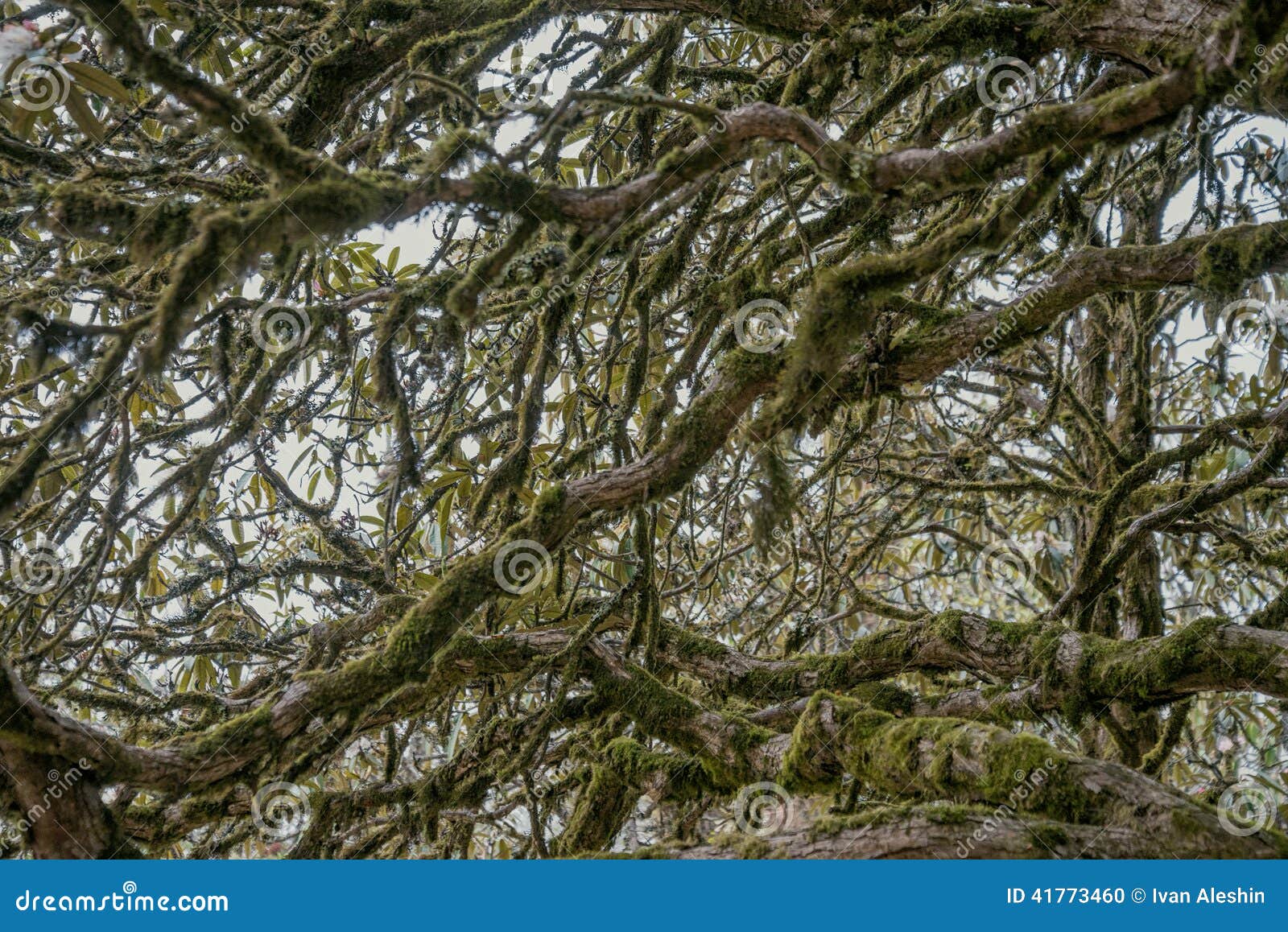 Moss Covered Branches in Deep Forest Stock Photo - Image of leaf, lush ...