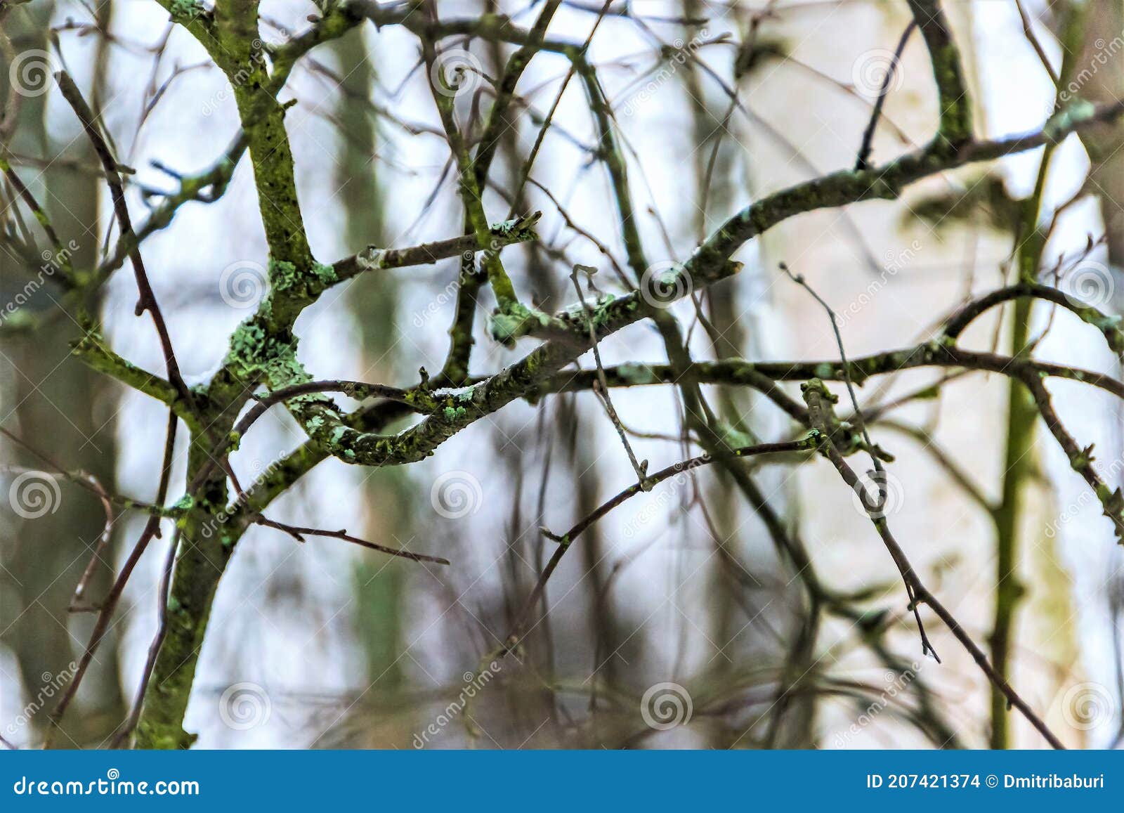 Bark With Unusual Patterns. Tree Bark Texture.Interesting Patterns On ...
