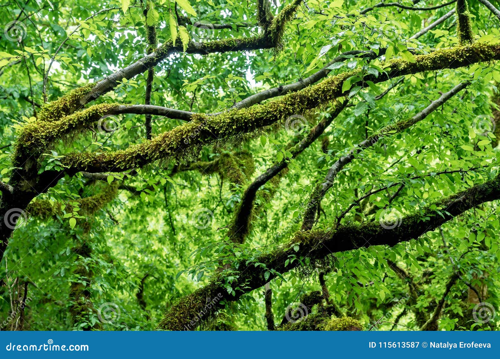 The Moss-covered Branches of Trees after the Rain in the Forest. High ...