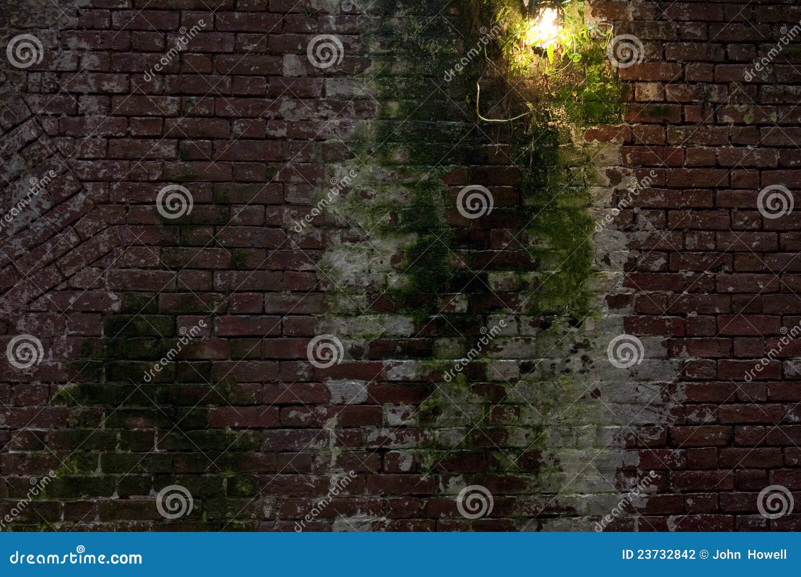 617 Slime Wall Photos - Free & Royalty-Free Stock Photos from Dreamstime