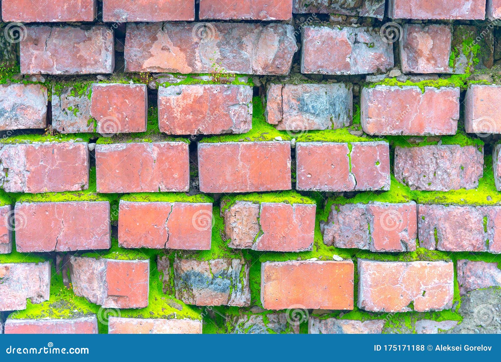 Moss covered brick wall stock photo. Image of built - 175171188