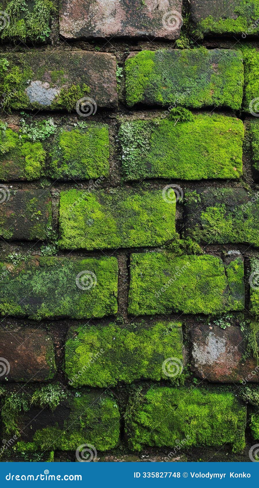 Moss-covered Brick Wall Texture, Natural Growth. Rustic Architecture ...