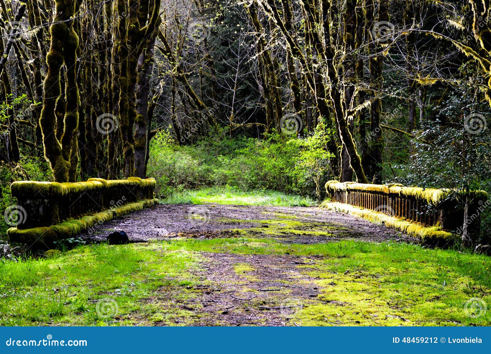 Moss-covered Bridge And Trail Stock Photography | CartoonDealer.com ...