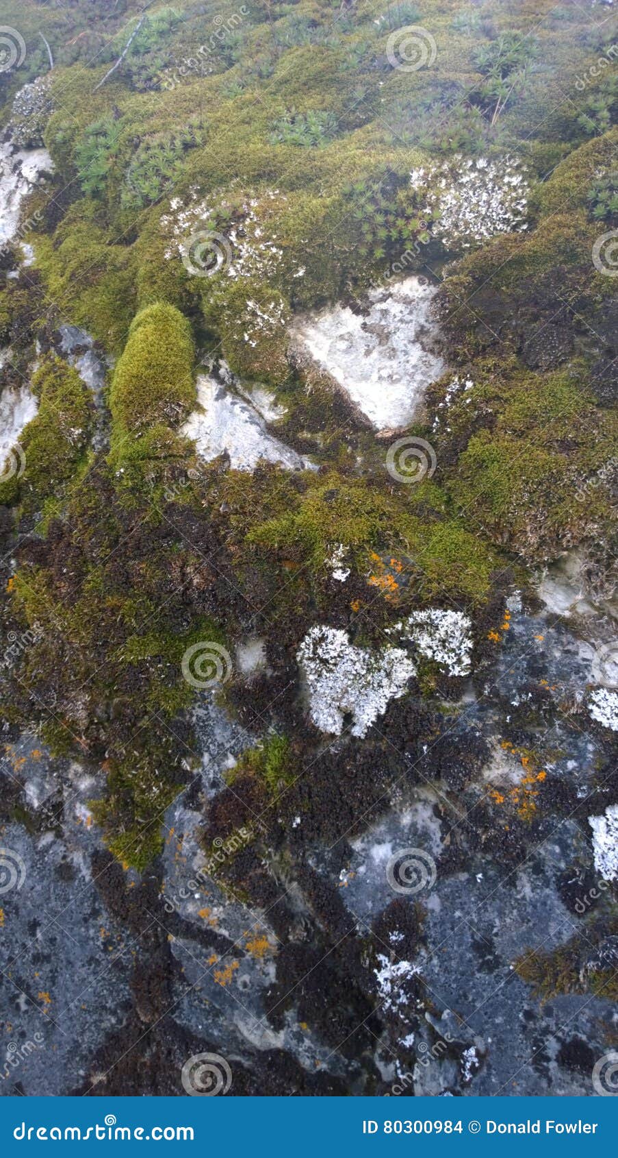 Moss covered cliff face stock photo. Image of moss, mountainous - 80300984