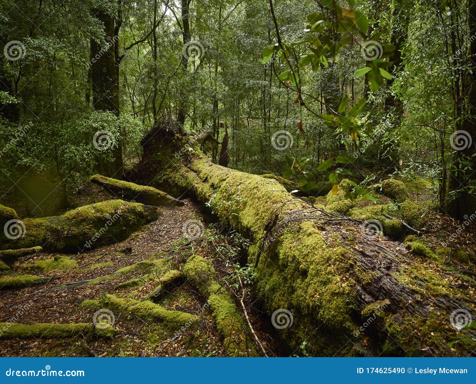 Rainforest Fallen Logs Rotted Stump Moss Covered Tree Trunk Royalty ...