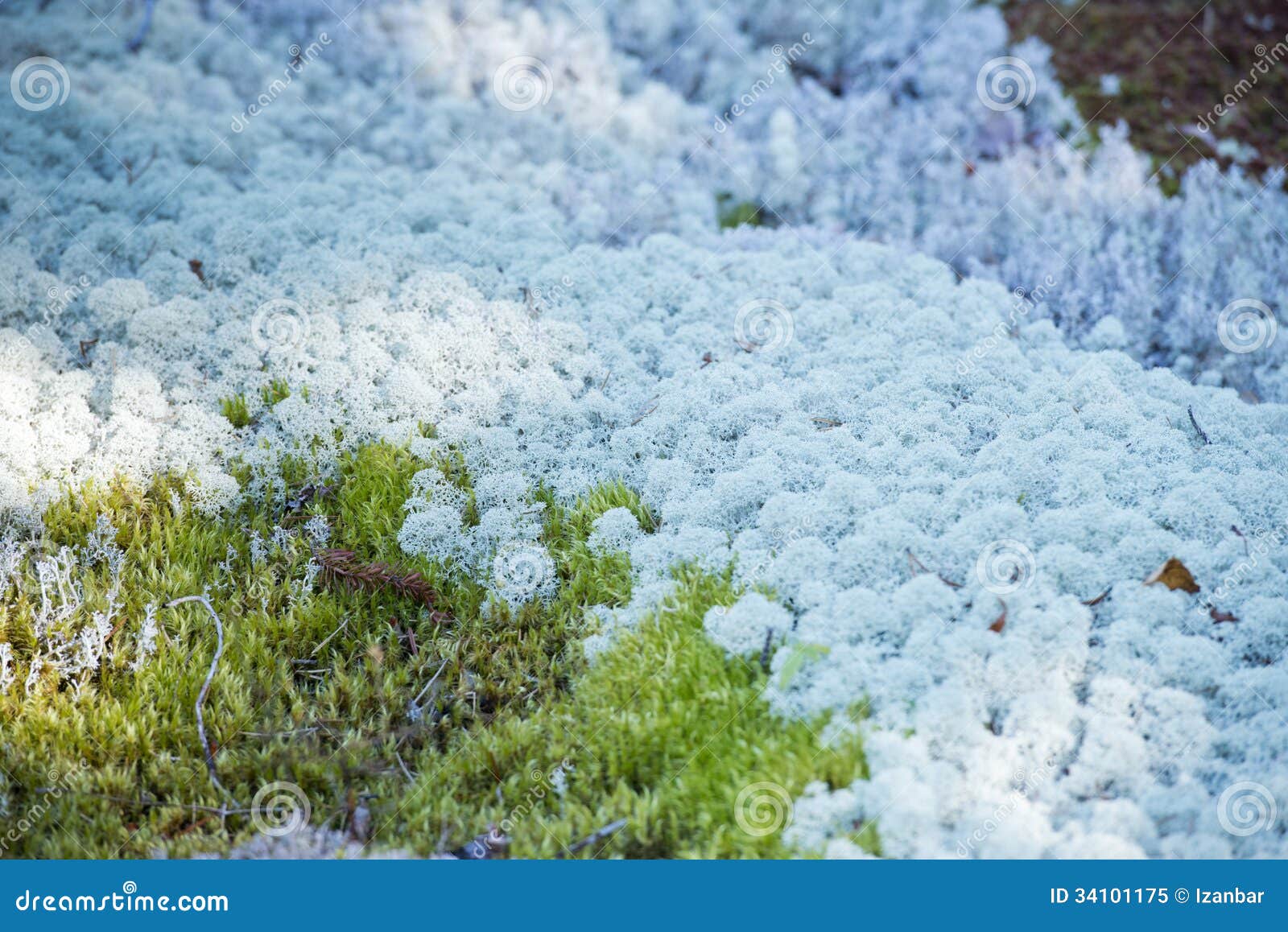 Moss-covered field stock image. Image of rock, travel - 34101175