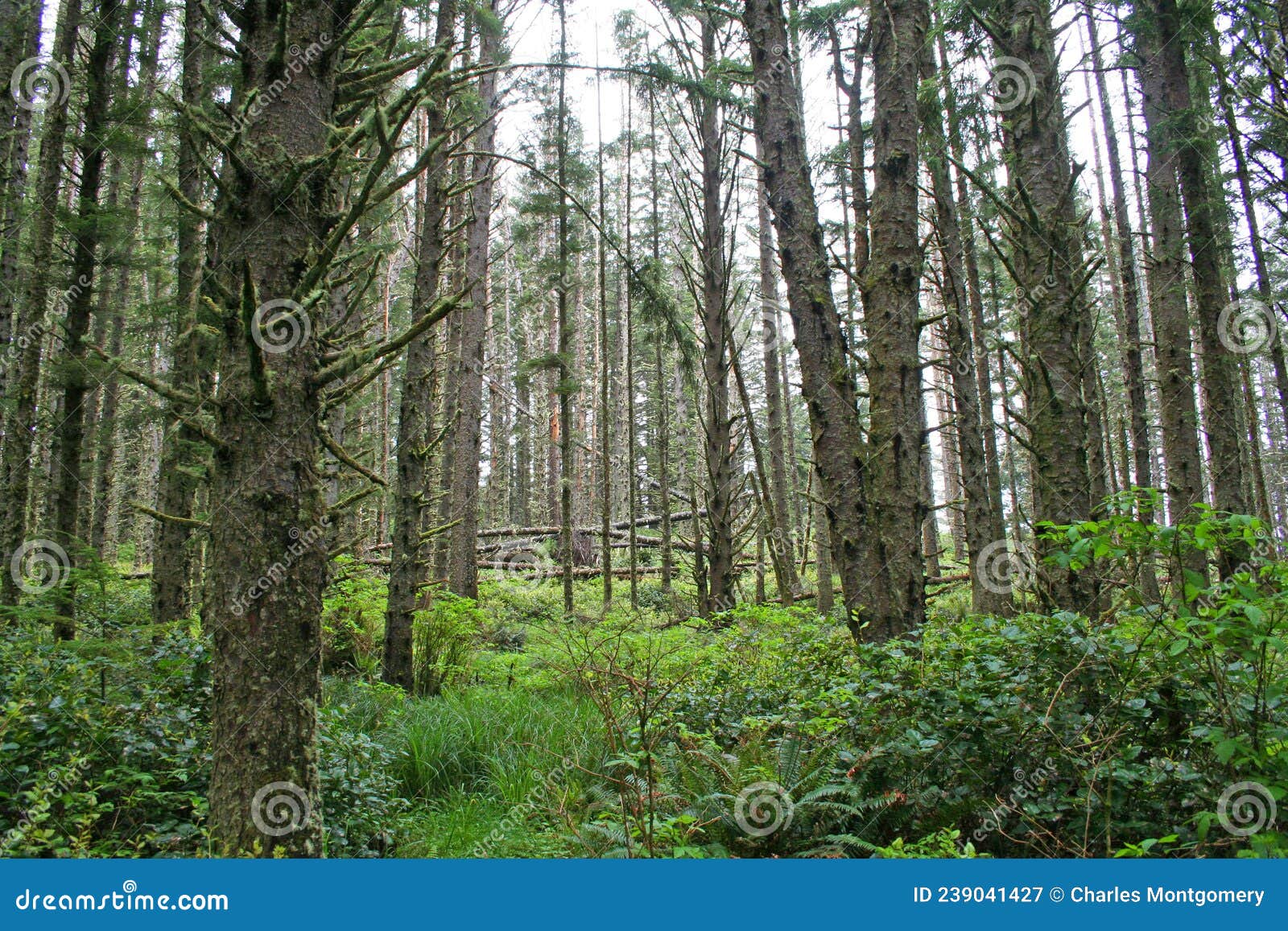 Moss Covered Forest stock image. Image of nature, leaves - 239041427