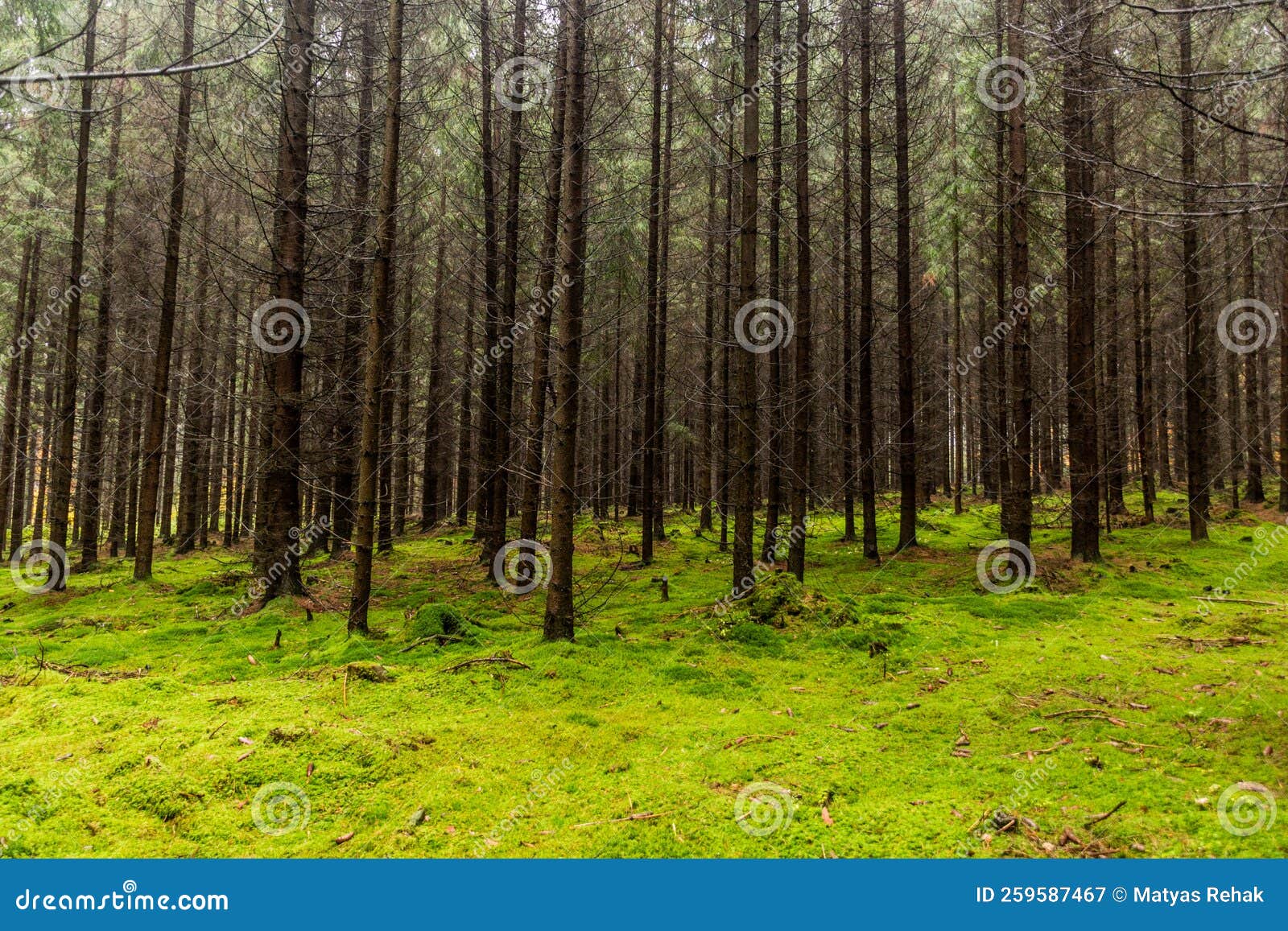 Moss Covered Forest in the Czech Republ Stock Image - Image of trunk ...