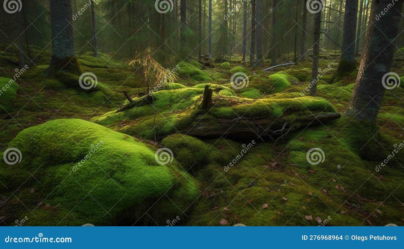 A Moss Covered Forest with a Fallen Tree in the Foreground Stock ...