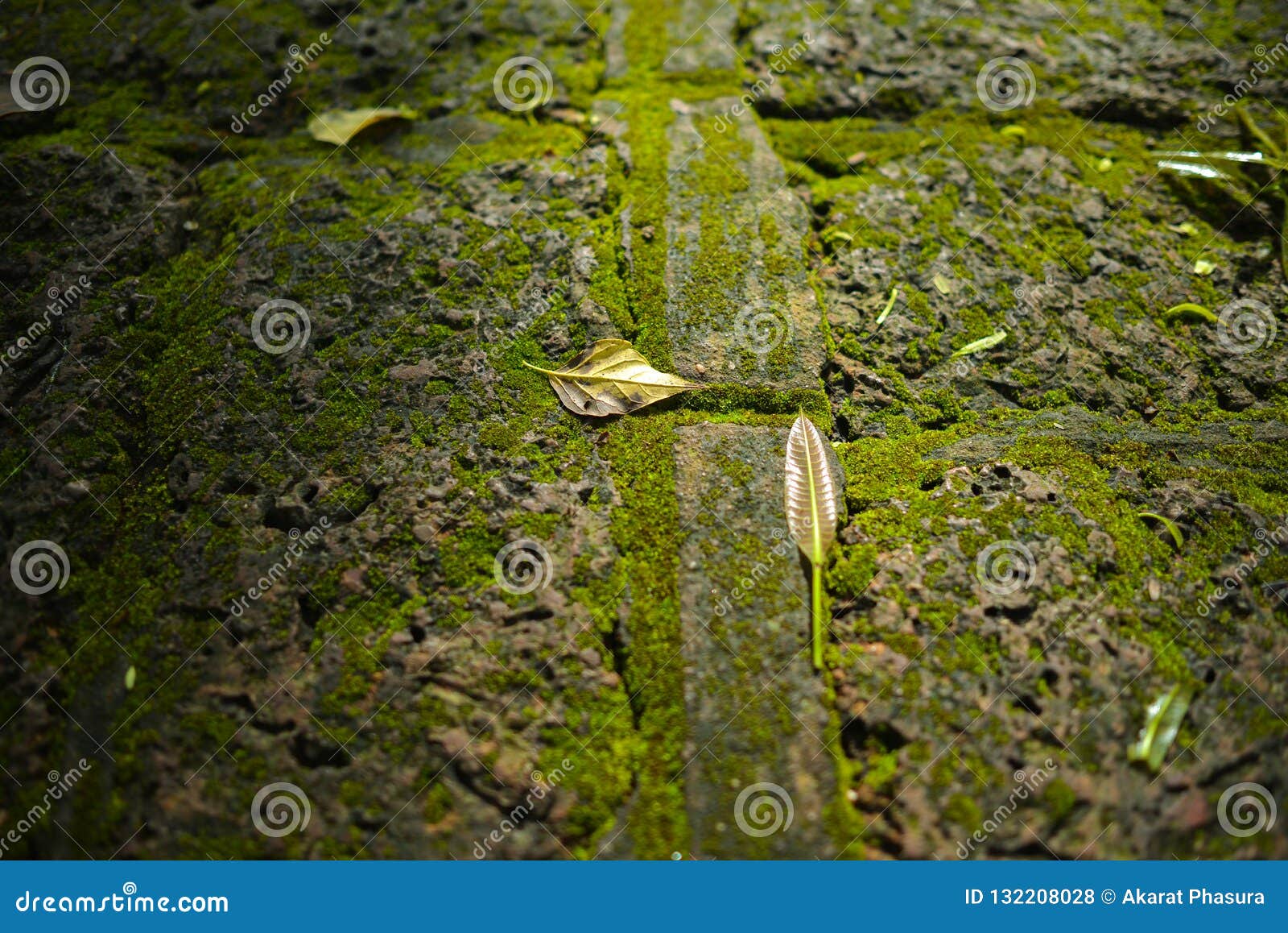 Moss-covered forest floor stock photo. Image of mosscovered - 132208028