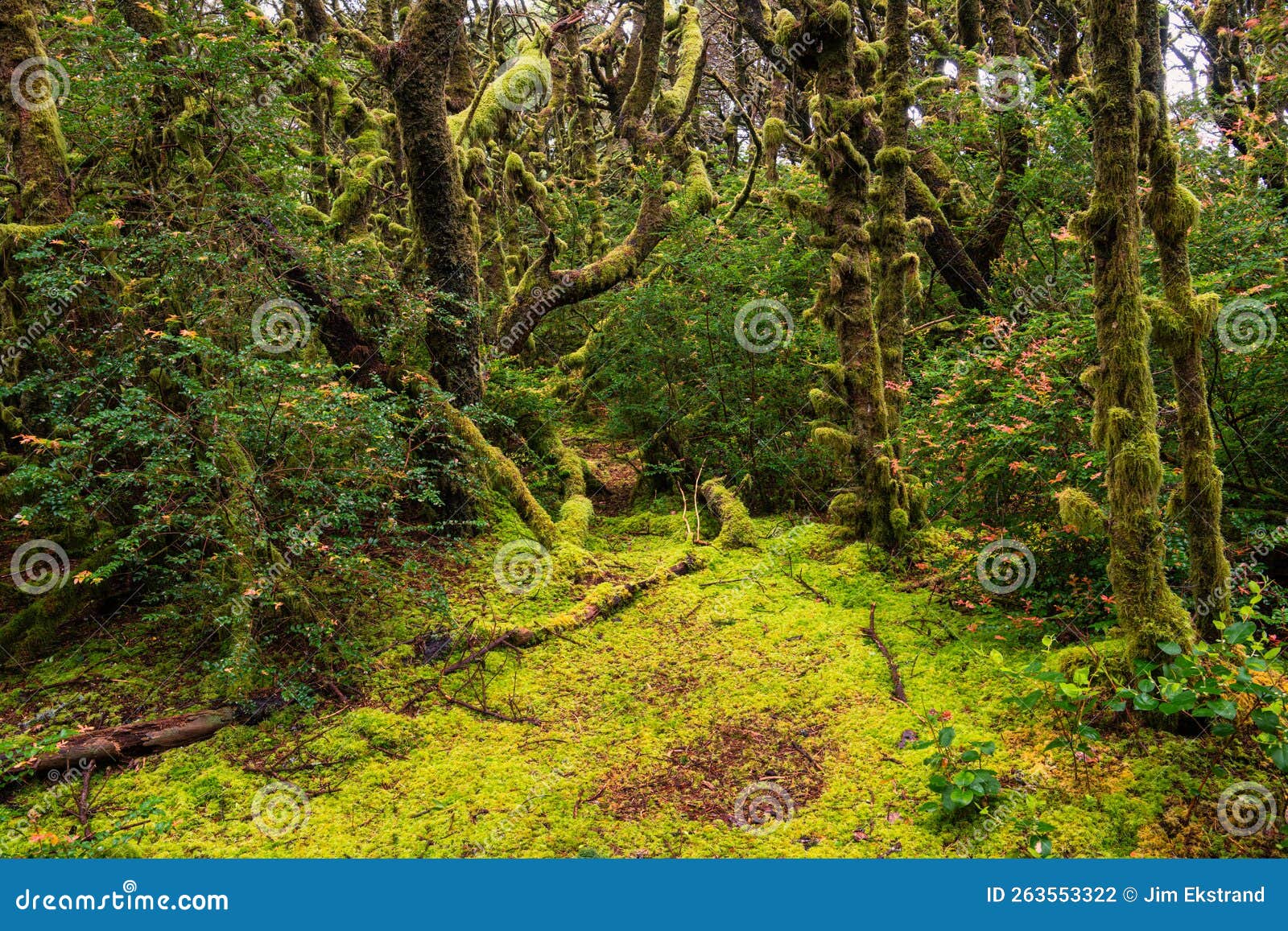 Moss-covered Forest Floor and Trees Stock Photo - Image of fern, fresh: 263553322