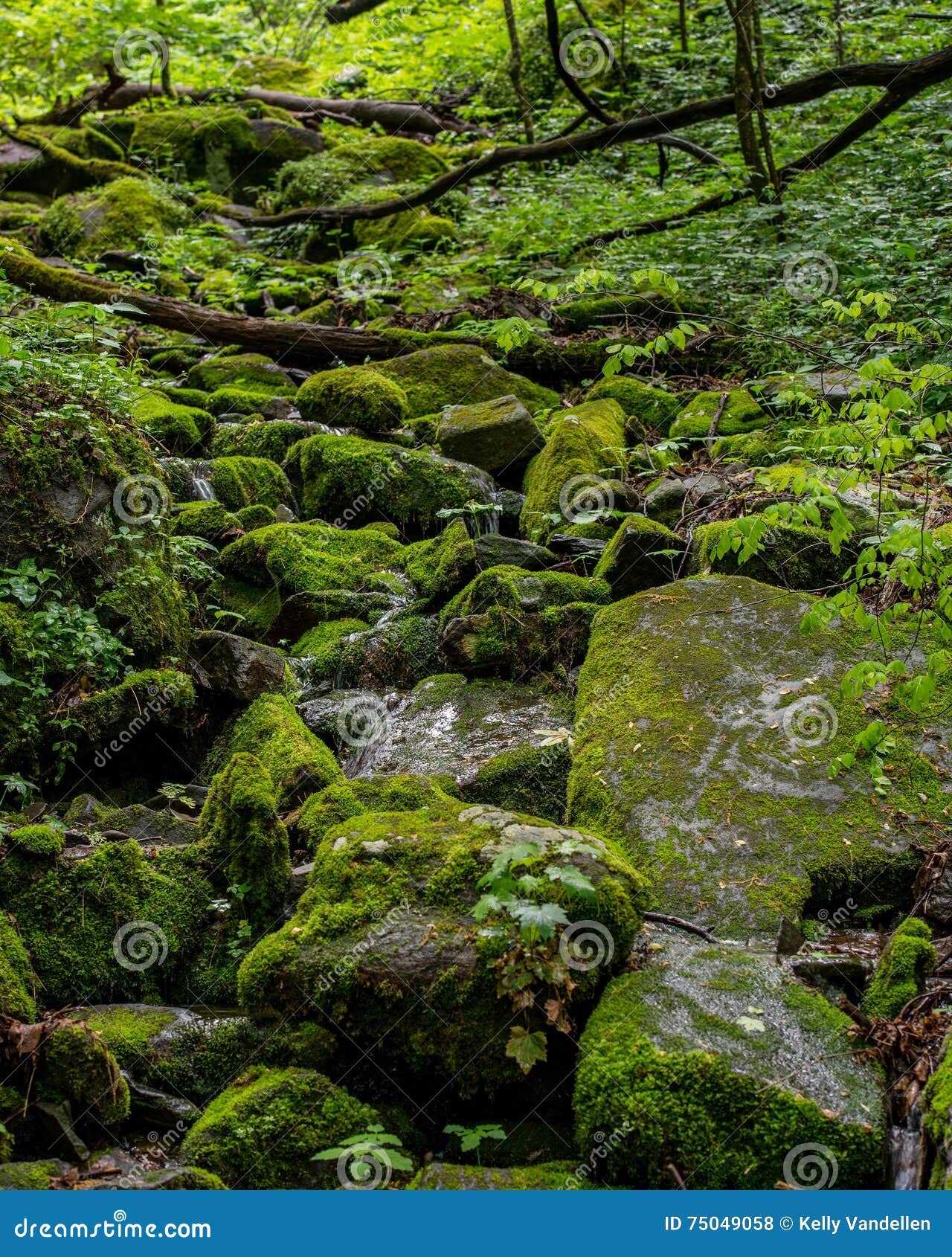 Moss Covered Forest in Great Smoky Mountains Stock Photo - Image of ...