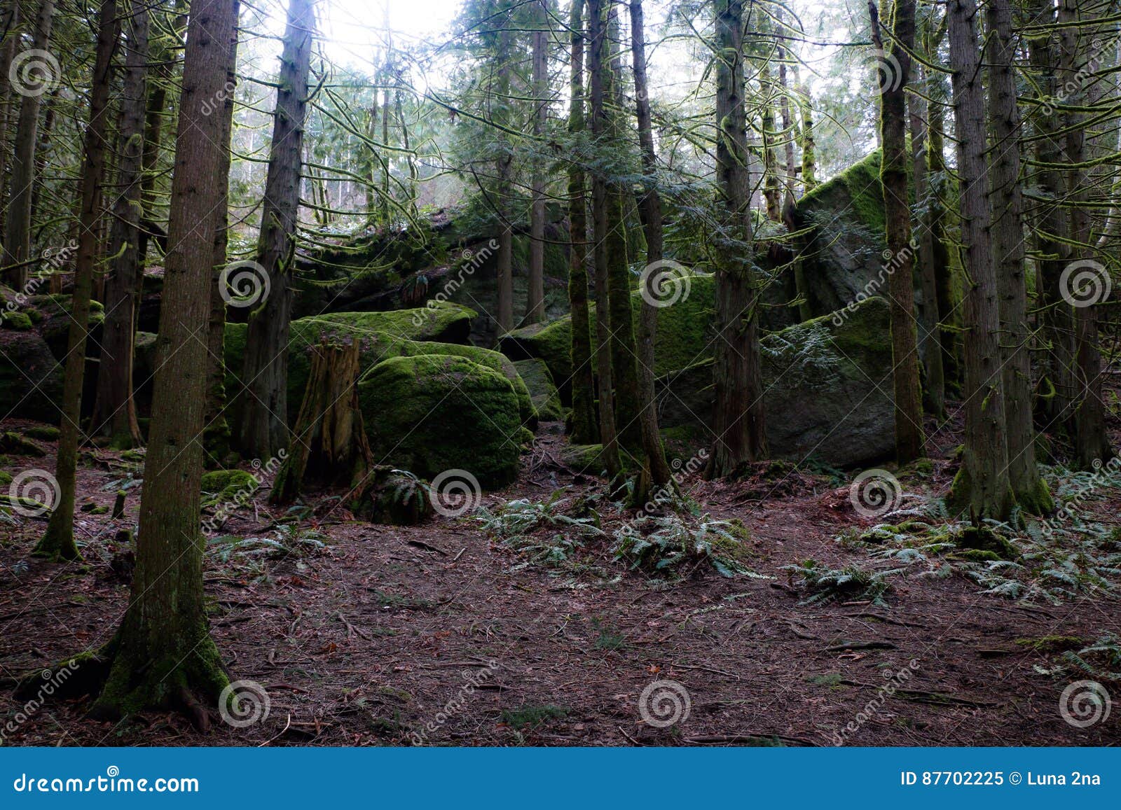 Moss Covered Forest stock image. Image of vancouver, island - 87702225