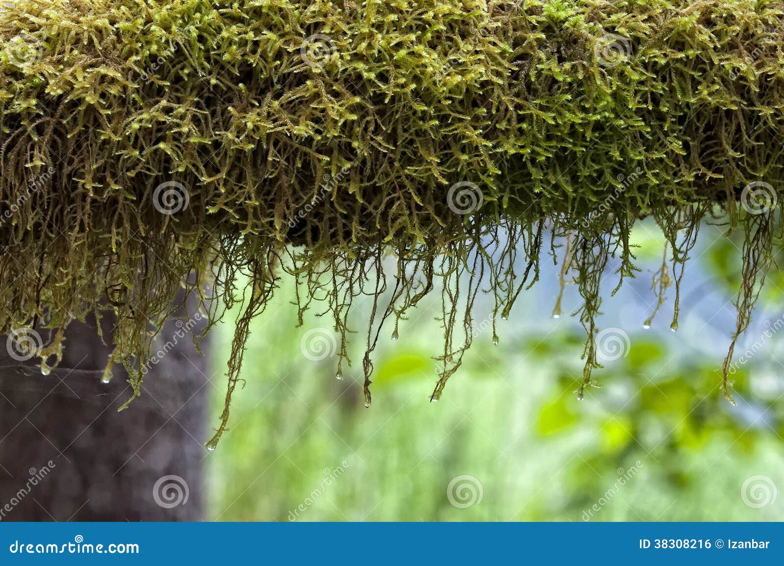 Moss covered forest path stock photo. Image of path, tree - 38308216