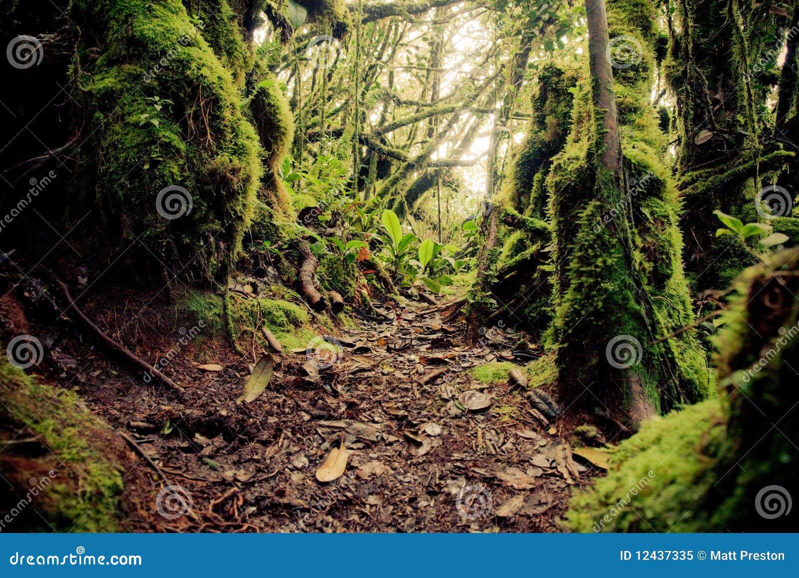 Moss covered forest scene stock image. Image of woods - 12437335