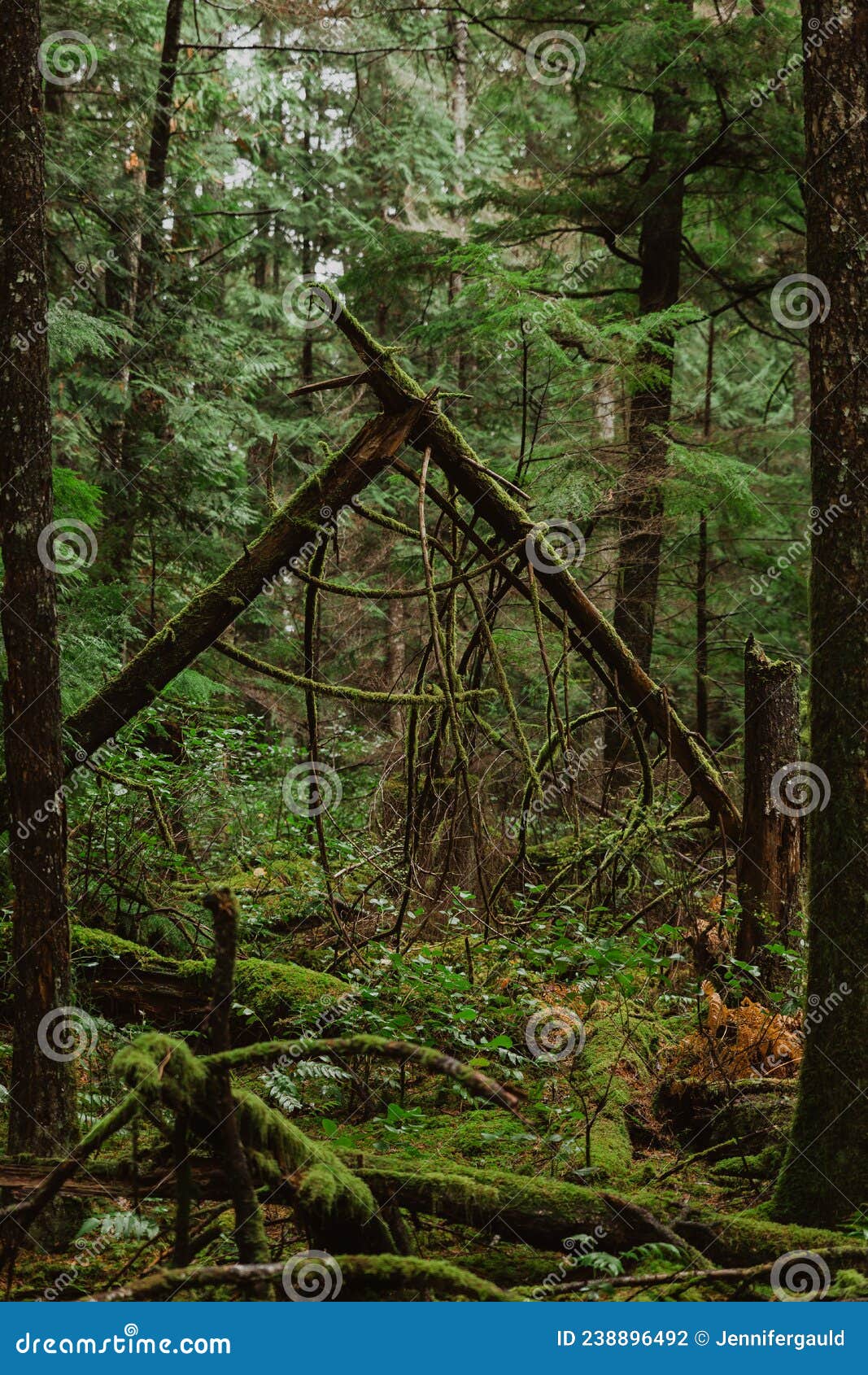 Moss covered forest scene stock photo. Image of moss - 238896492