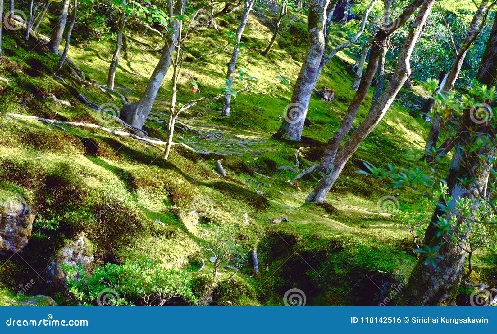 Moss covered forest stock photo. Image of garden, moss - 110142516