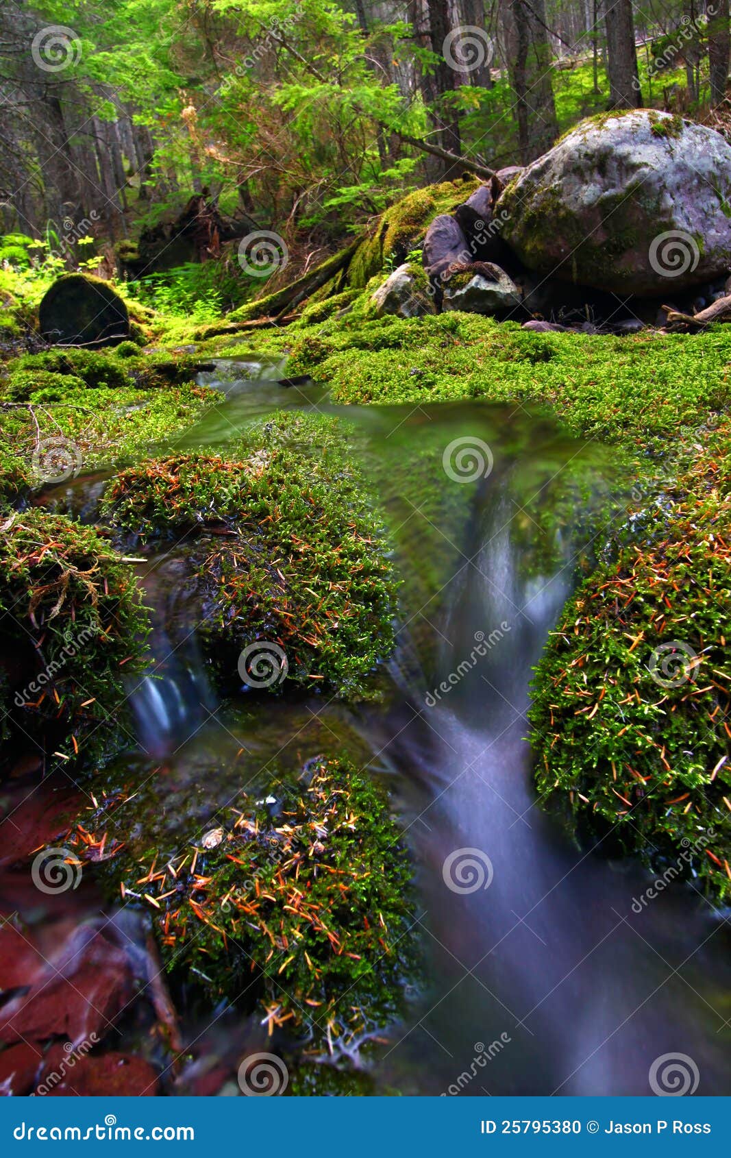 Moss Covered Forest and Stream Stock Photo - Image of ecology, glacier ...